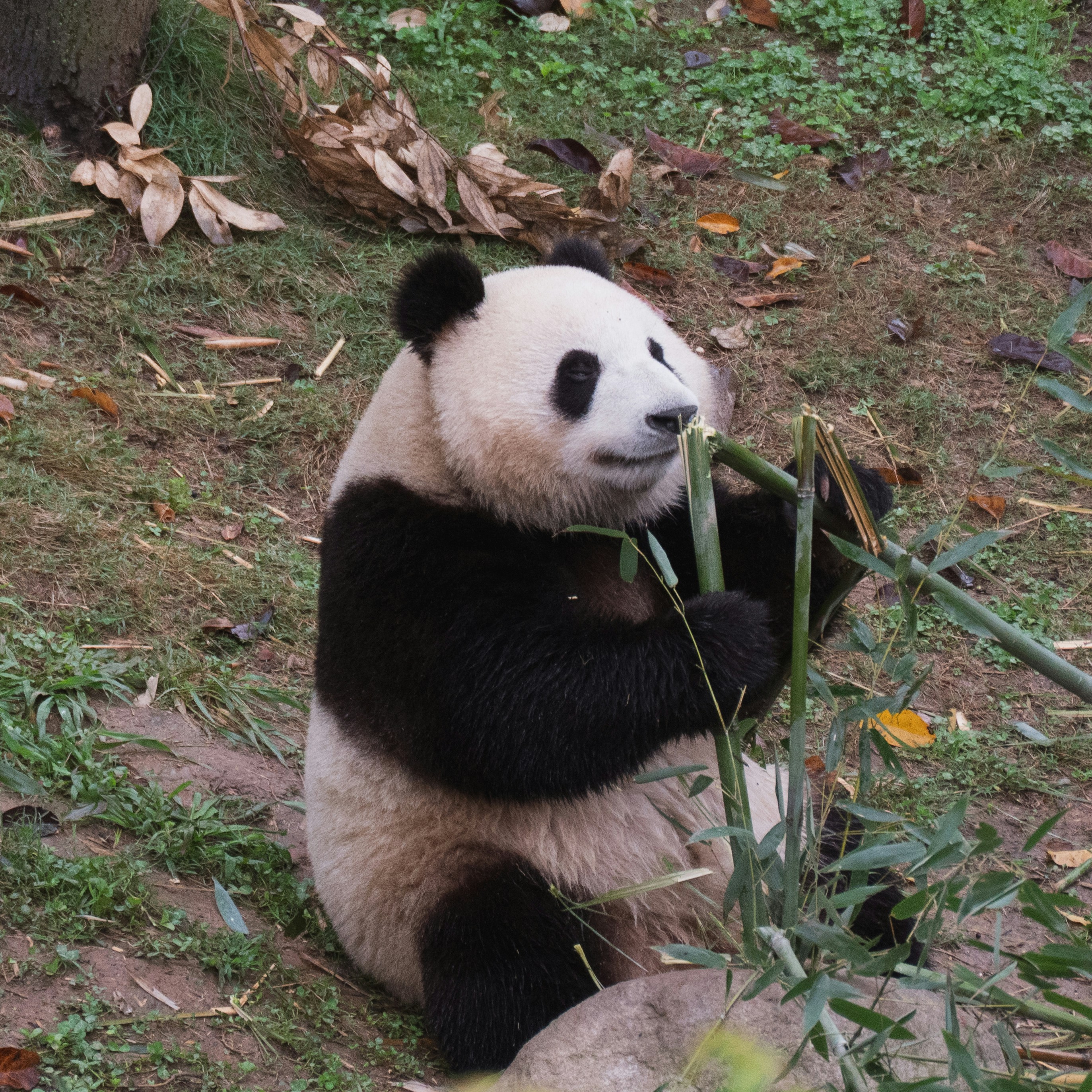 Panda at Rest: Bamboo Bite with Curious Gaze