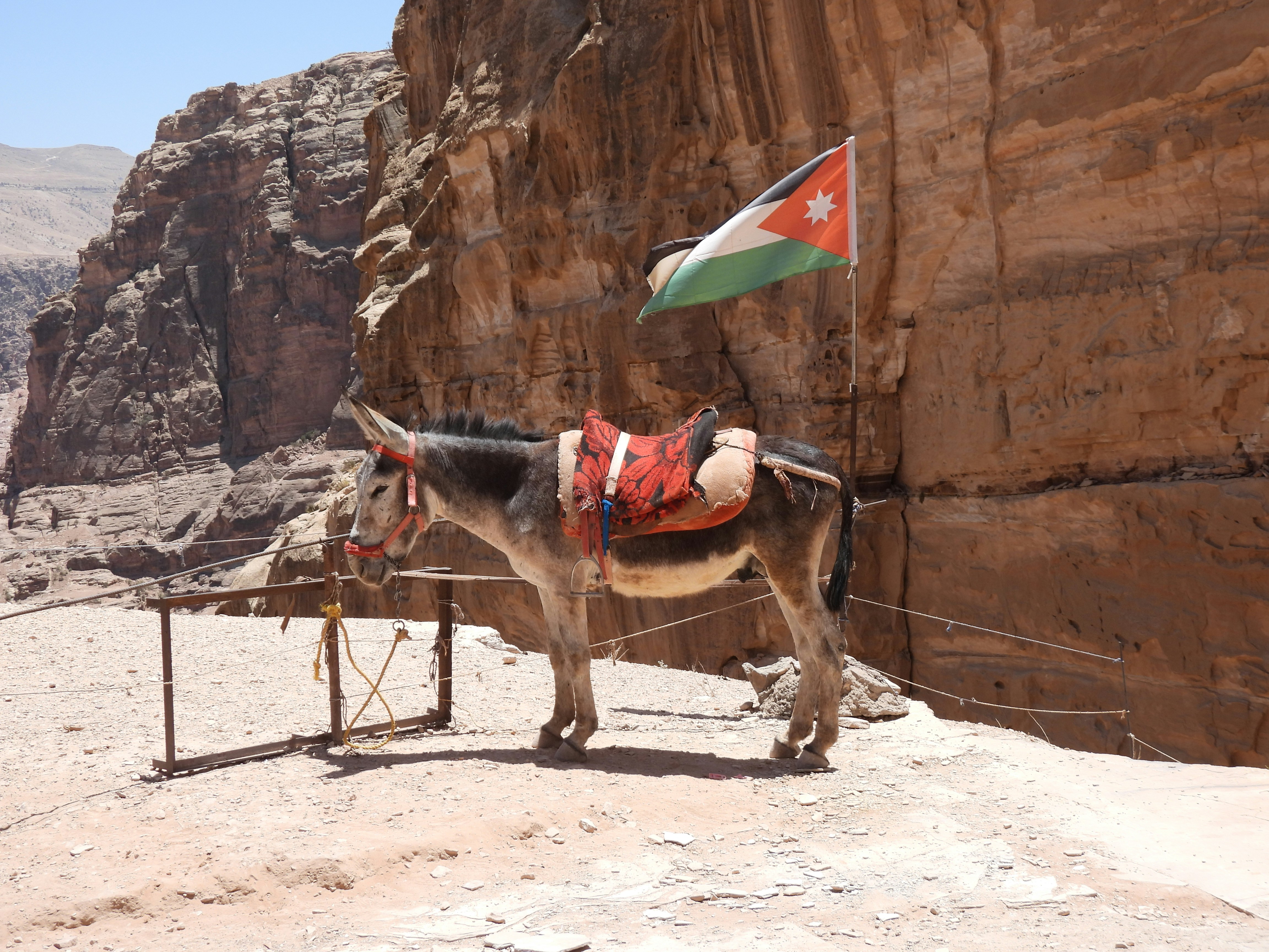 Burro and Jordanian Flag bask in desert cliff light