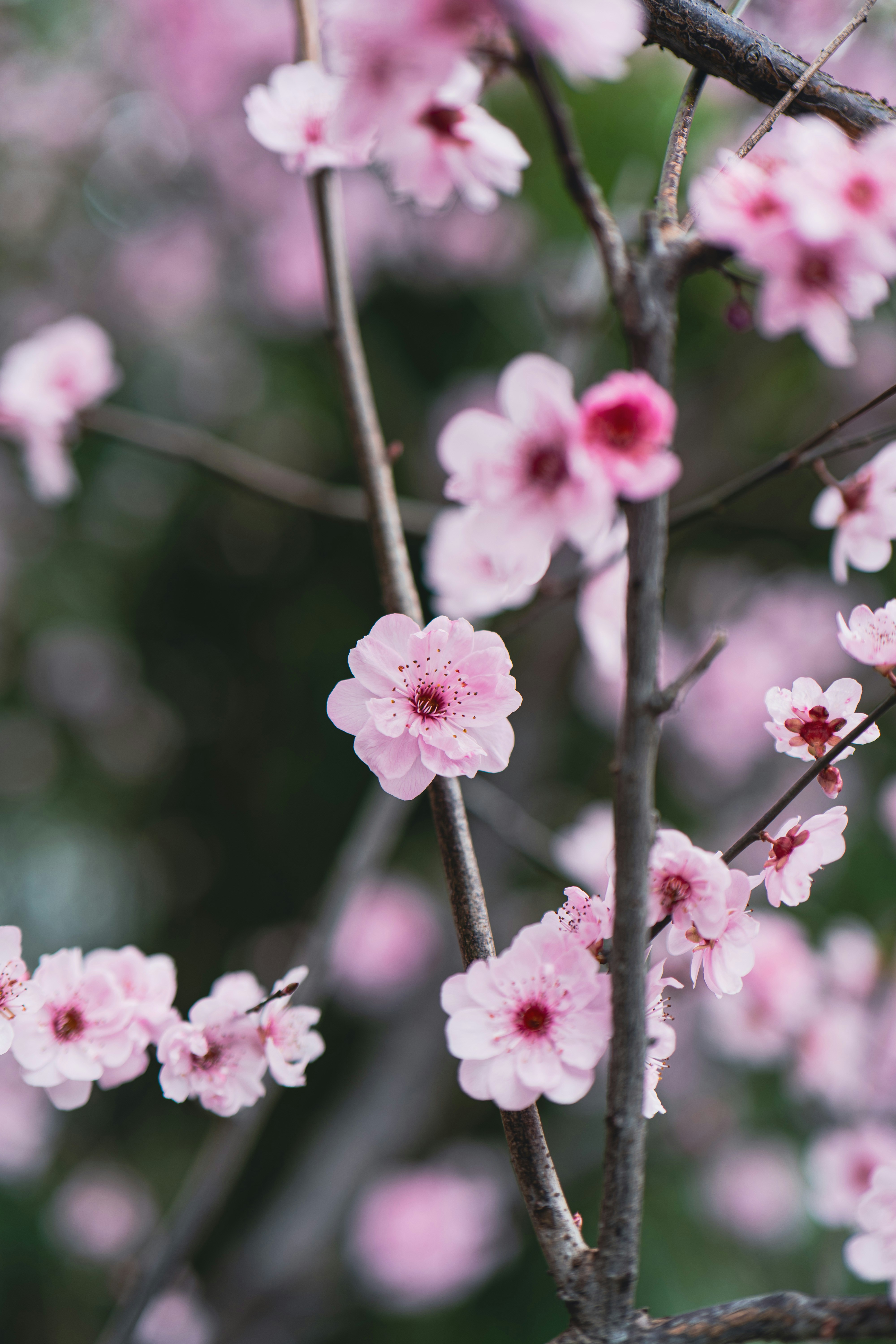 Blossoms in Soft Focus: A Tender Moment on Fragrant Pink Branches