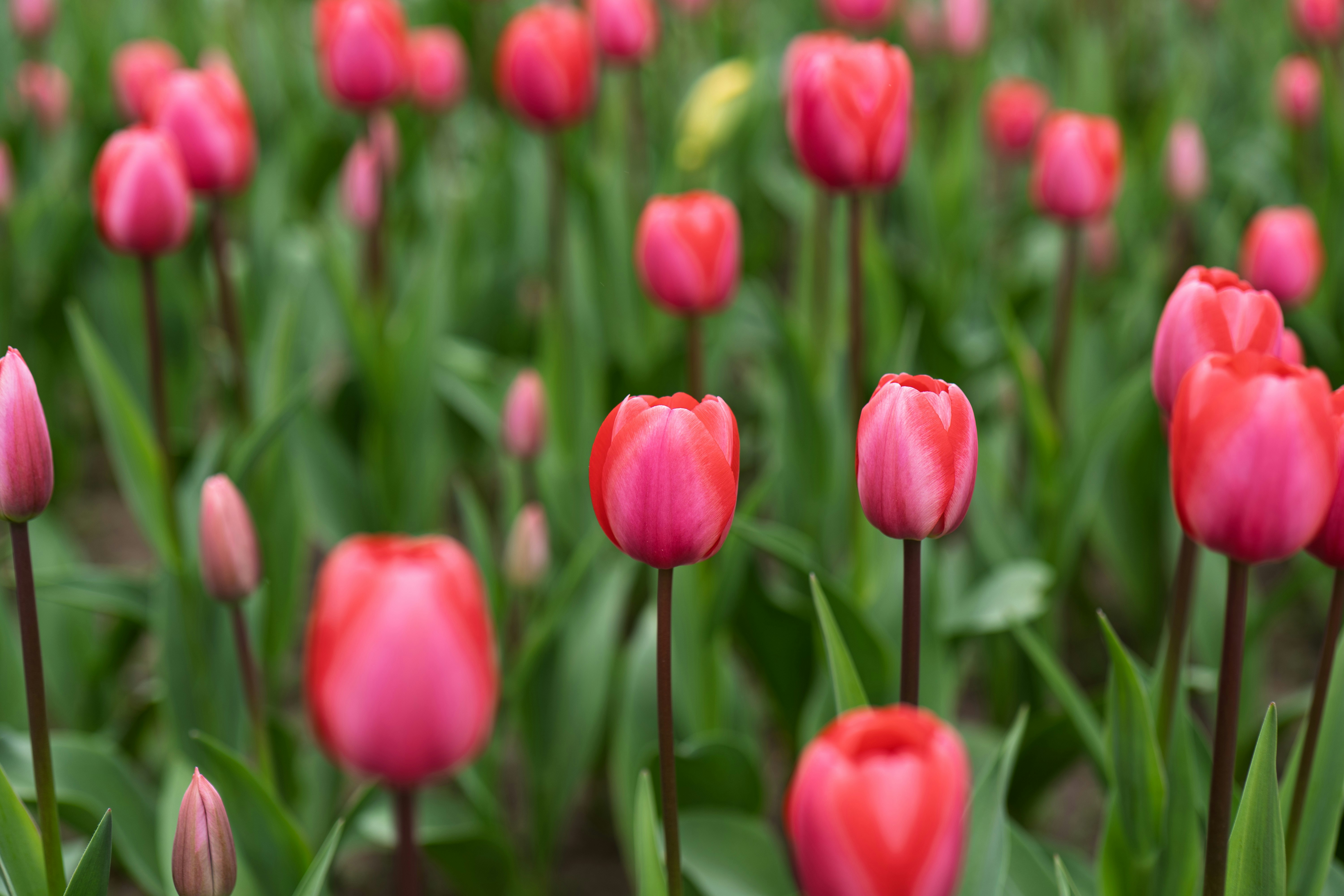 Close-up Tulip Field: Coral Blooms Reaching for Spring Light