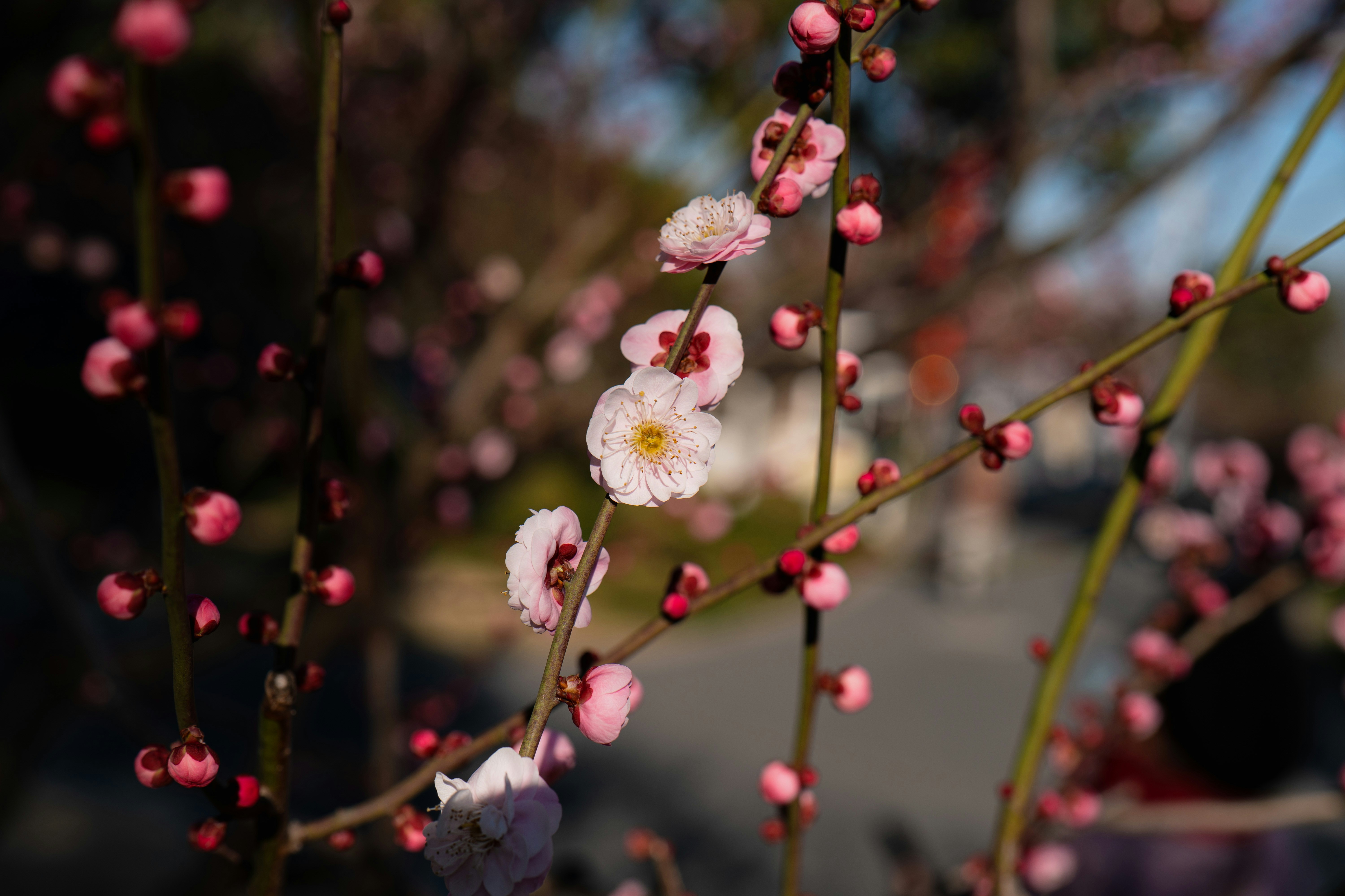 Blossom Focus: Pale Pink Flowers Framing a Sunlit Path