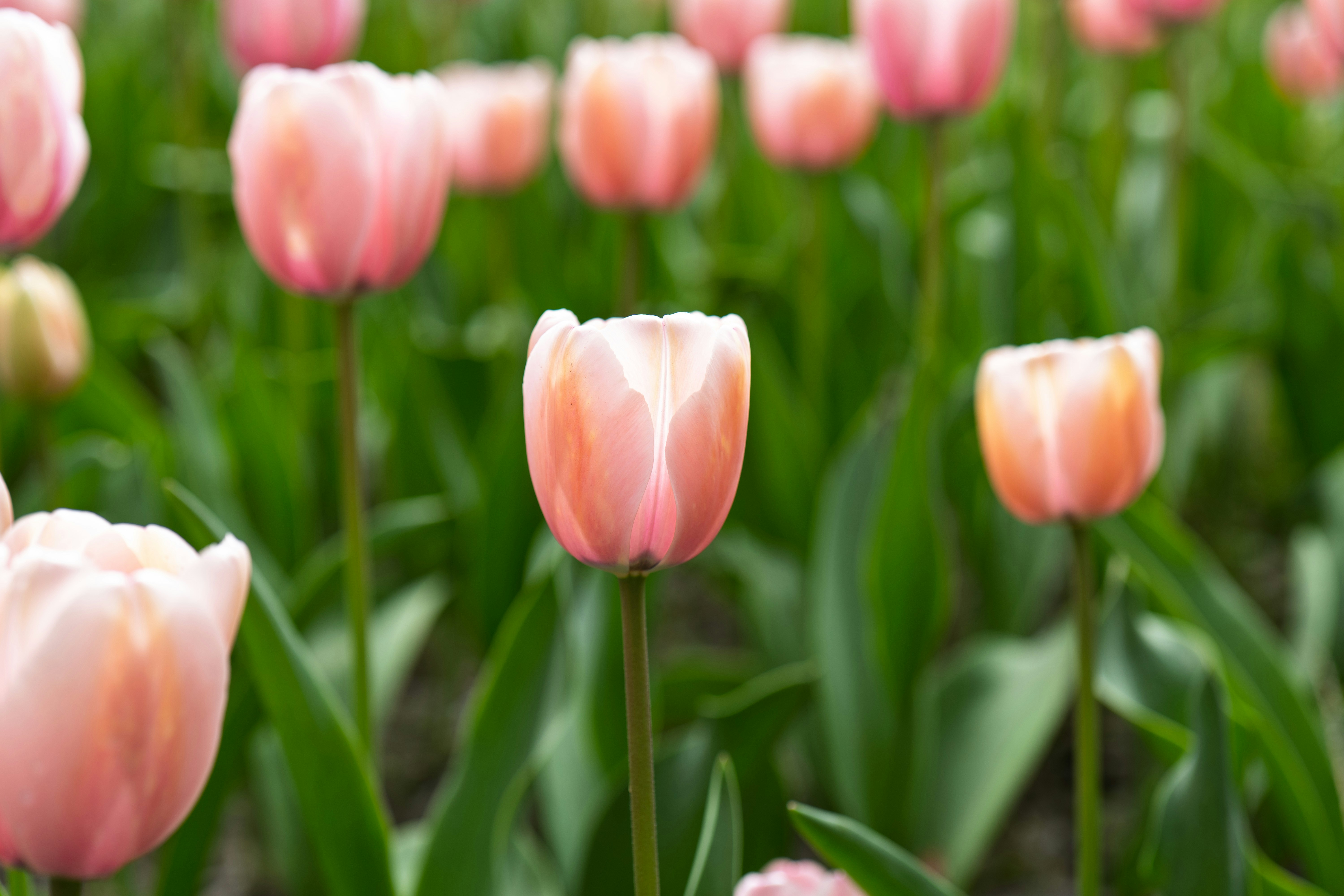 Soft Focus Tulip Meadow: A Gentle Corridor of Pink