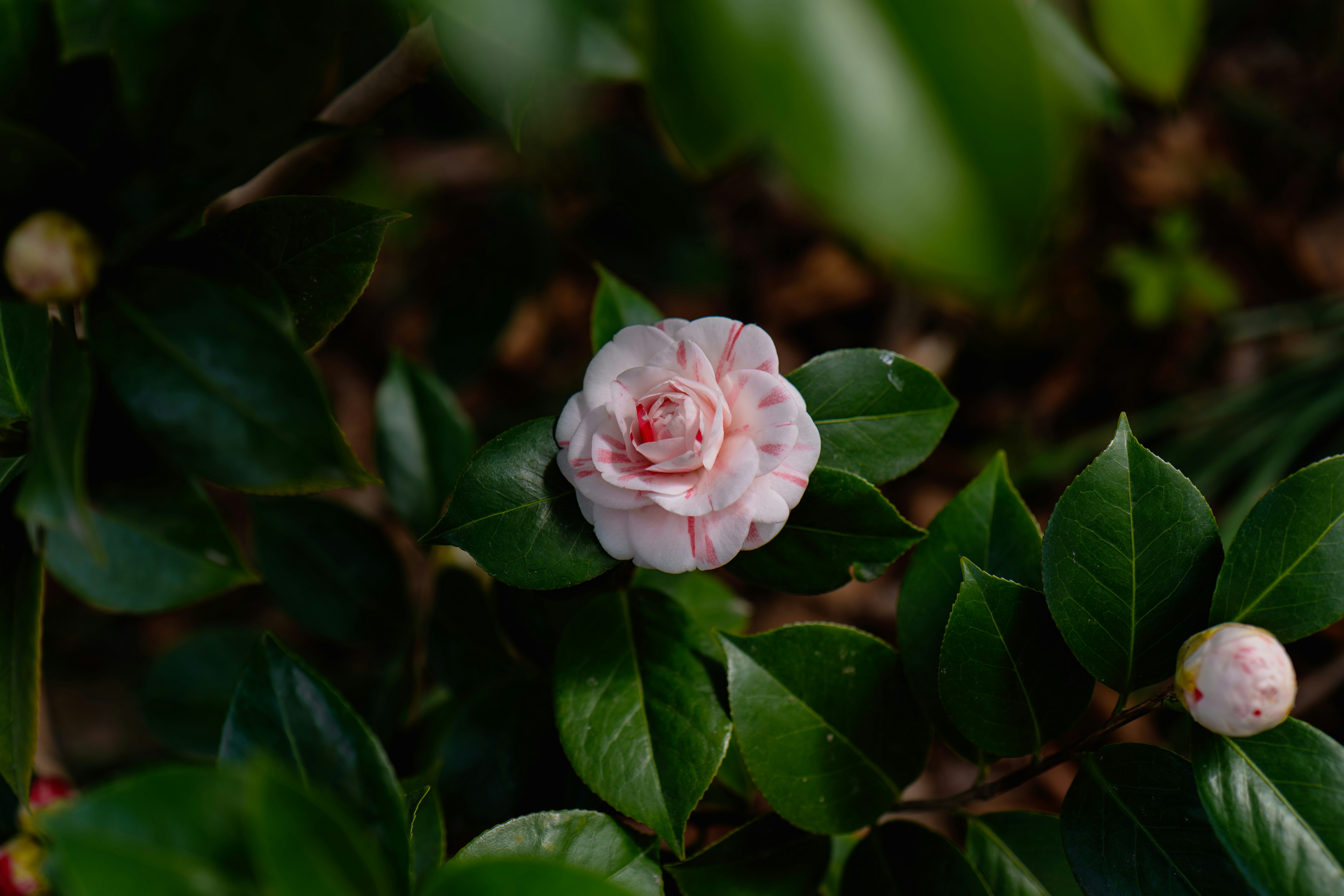 Petaled Center: a Soft Pink Camellia Framed by Glossy Foliage