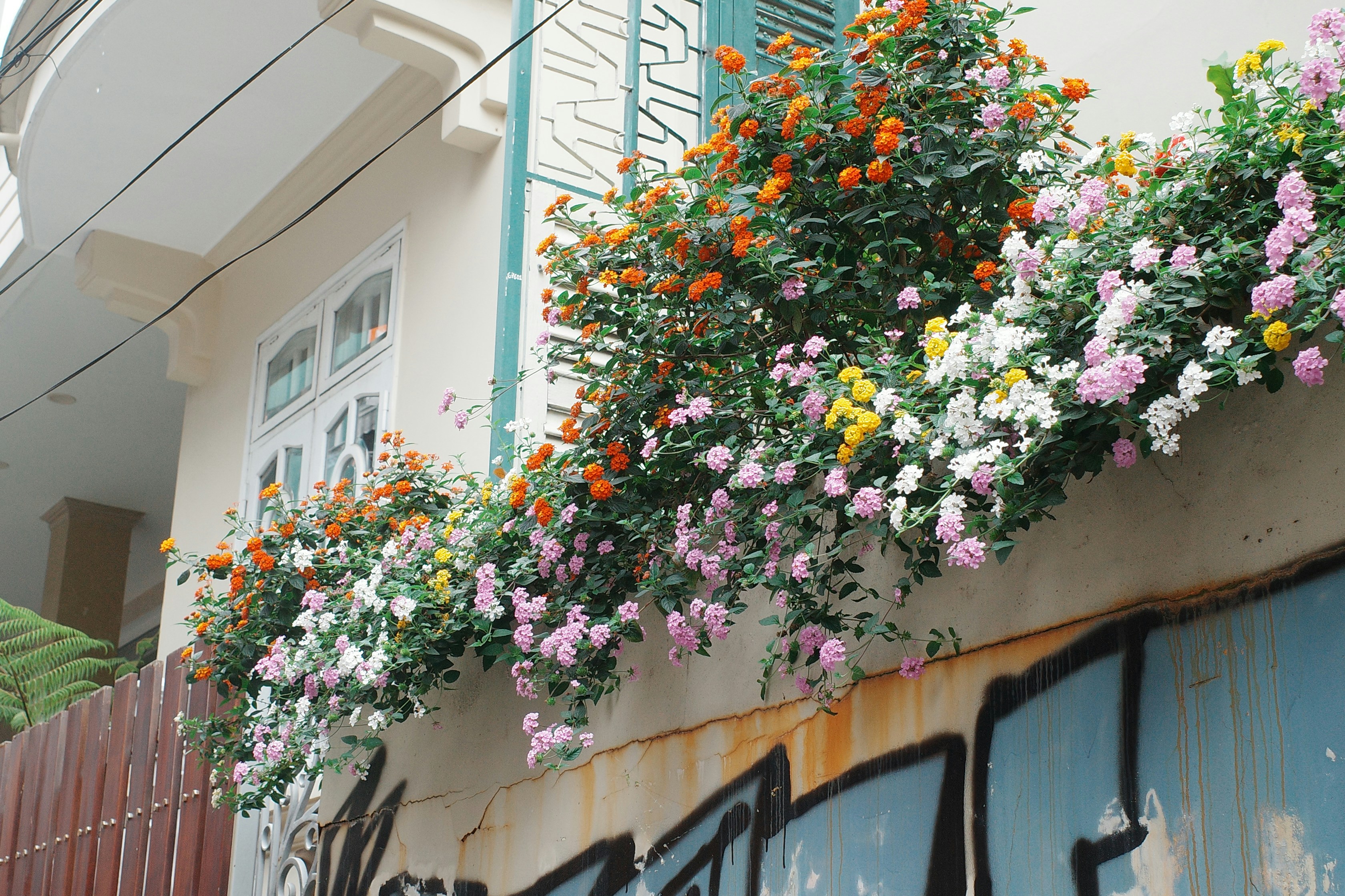Bougainvillea cascade over a graffiti-wall balcony
