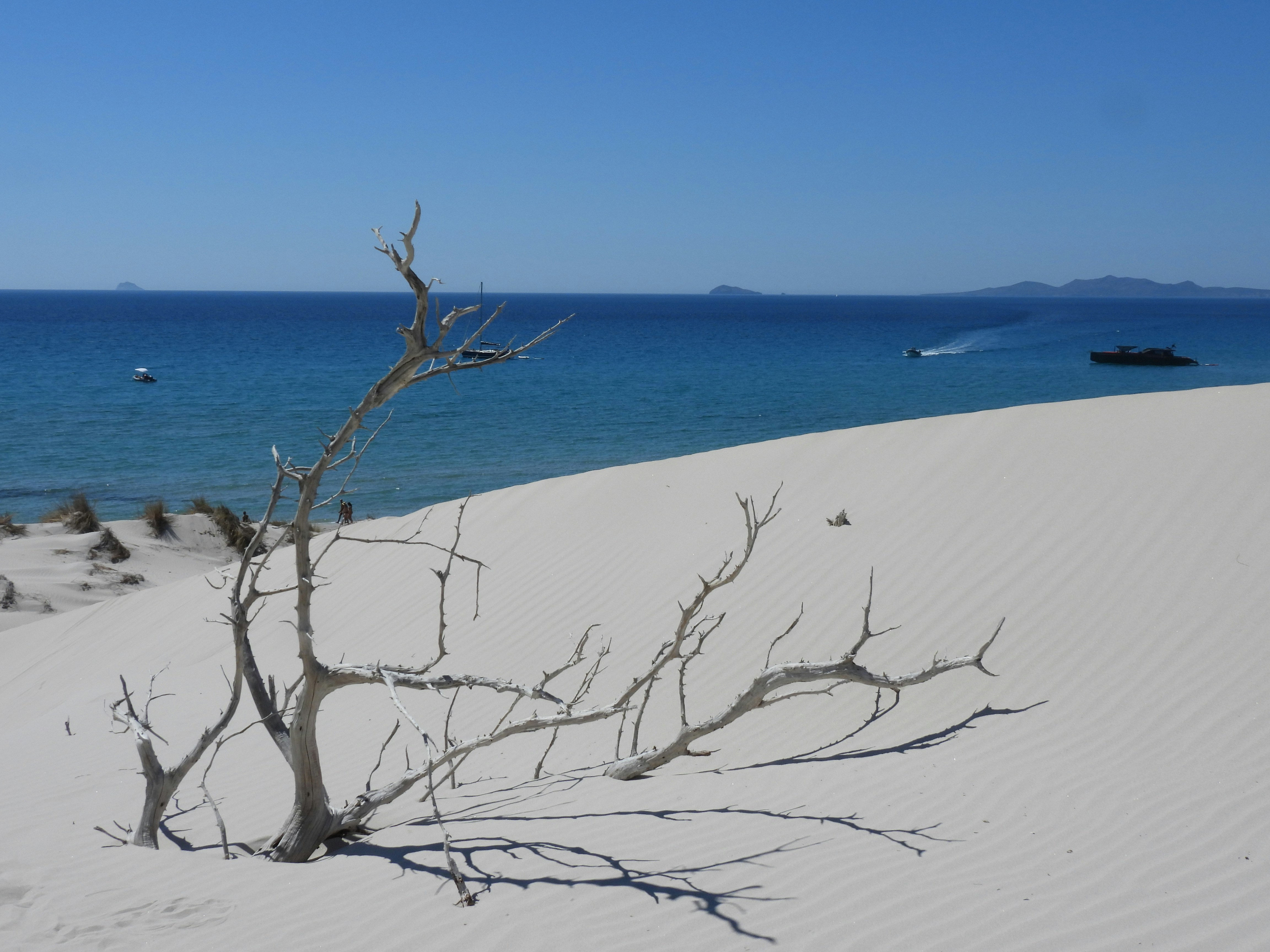 Deserted dune and weathered tree by the sea under a clear horizon