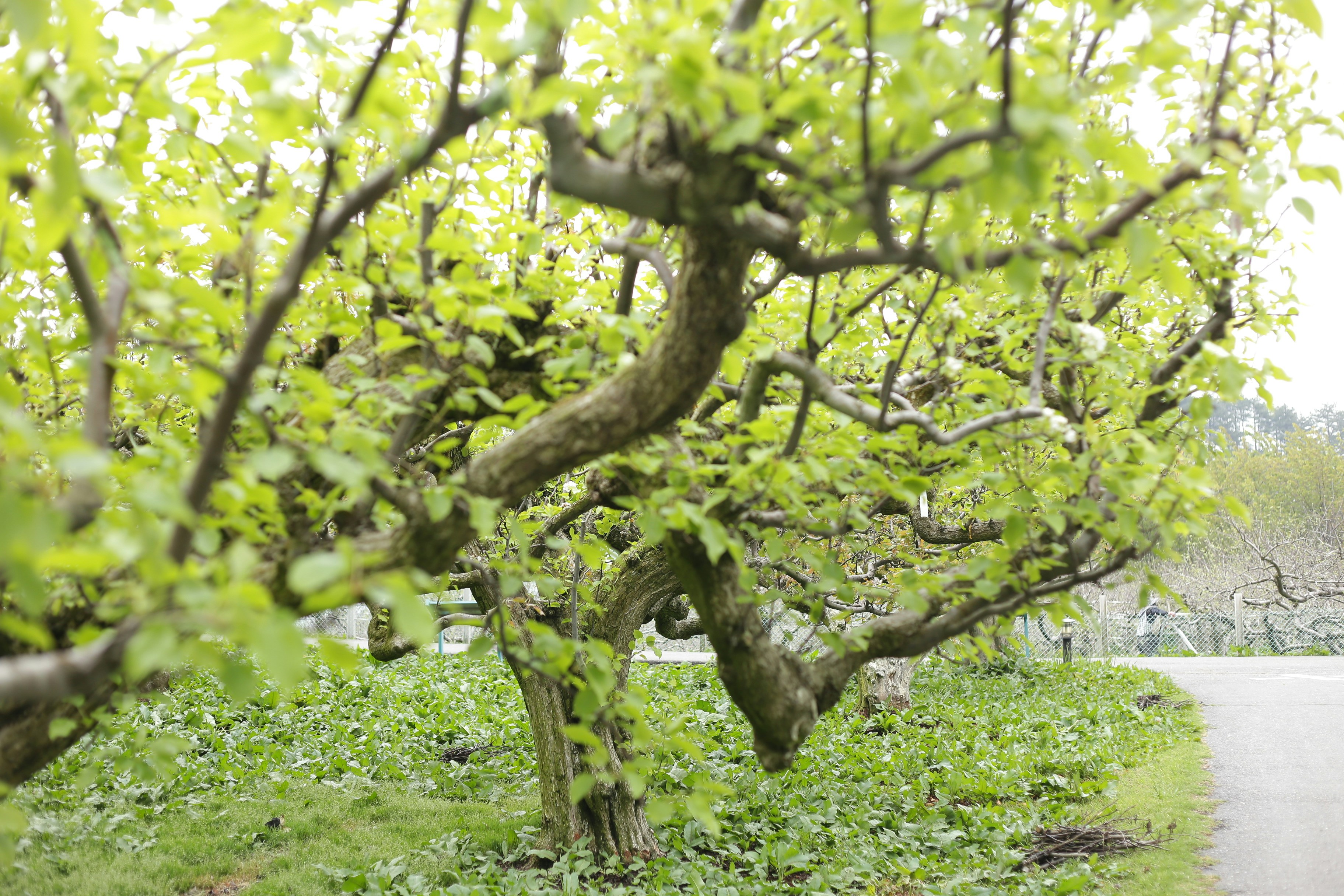 Branching Willow Overlook in a Quiet Park