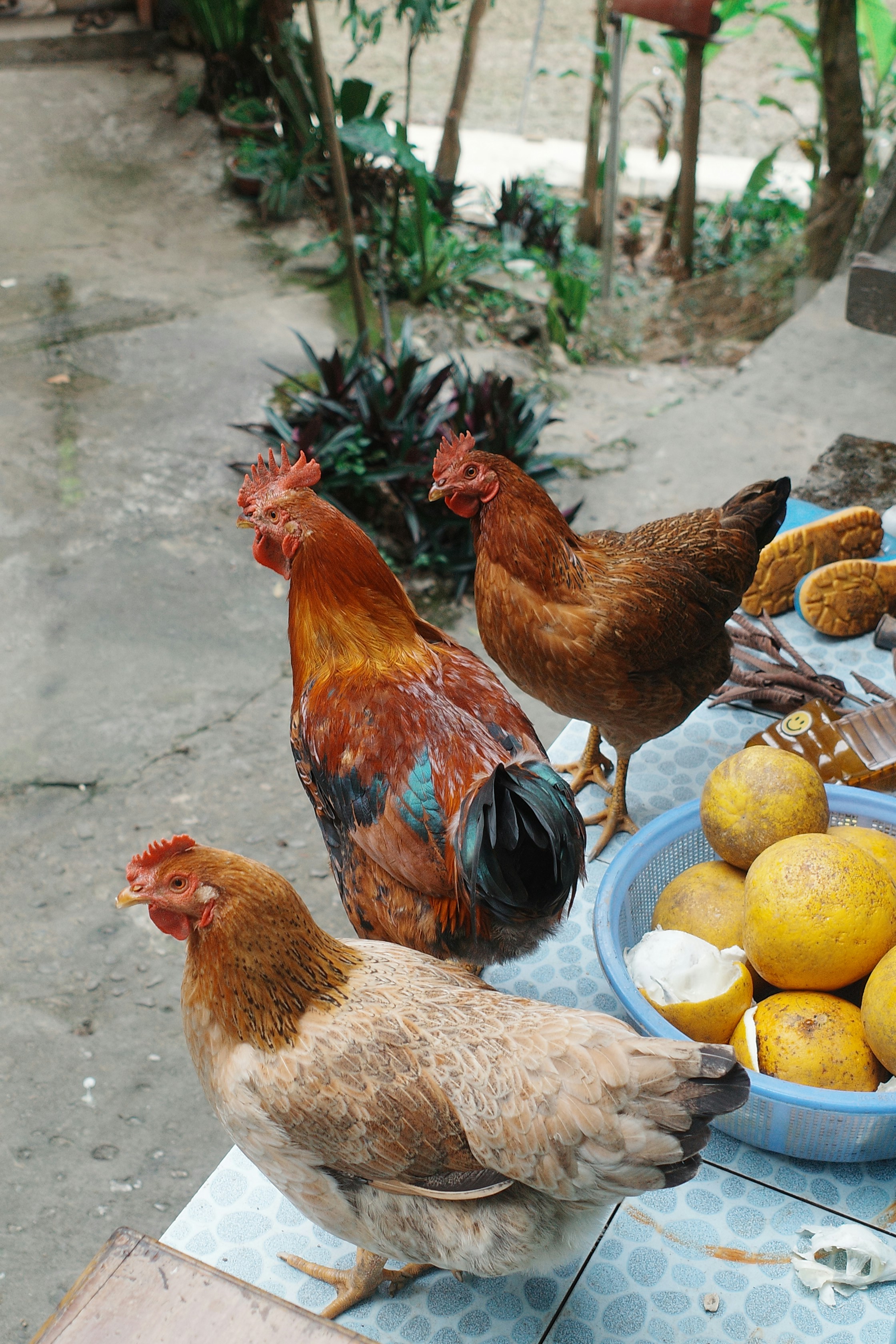 Three Roosters at a Market Table of Lemons