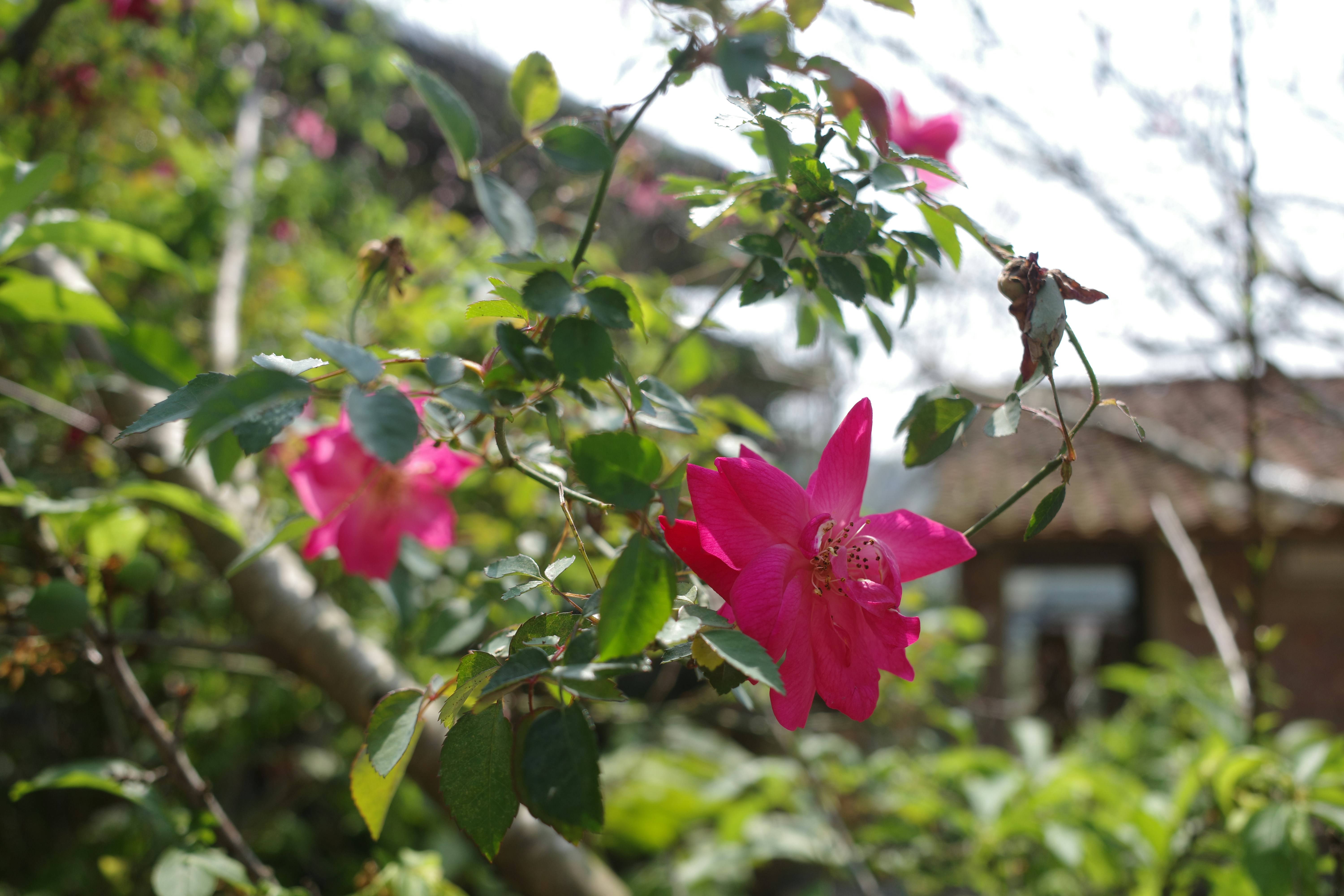 Crimson Blossom in Soft Focus Garden