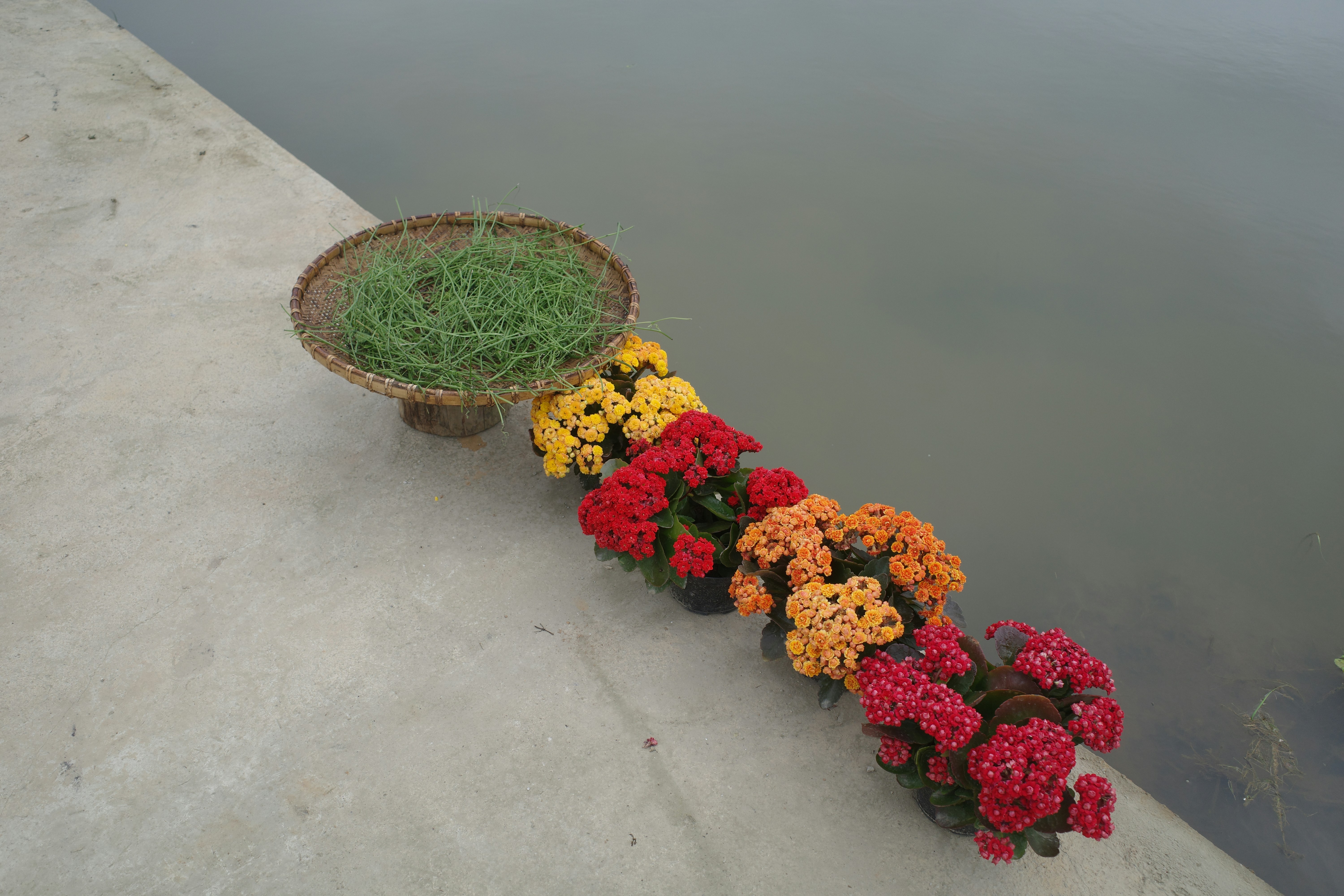 Colorful Riverside Bloomers by the Concrete Divider