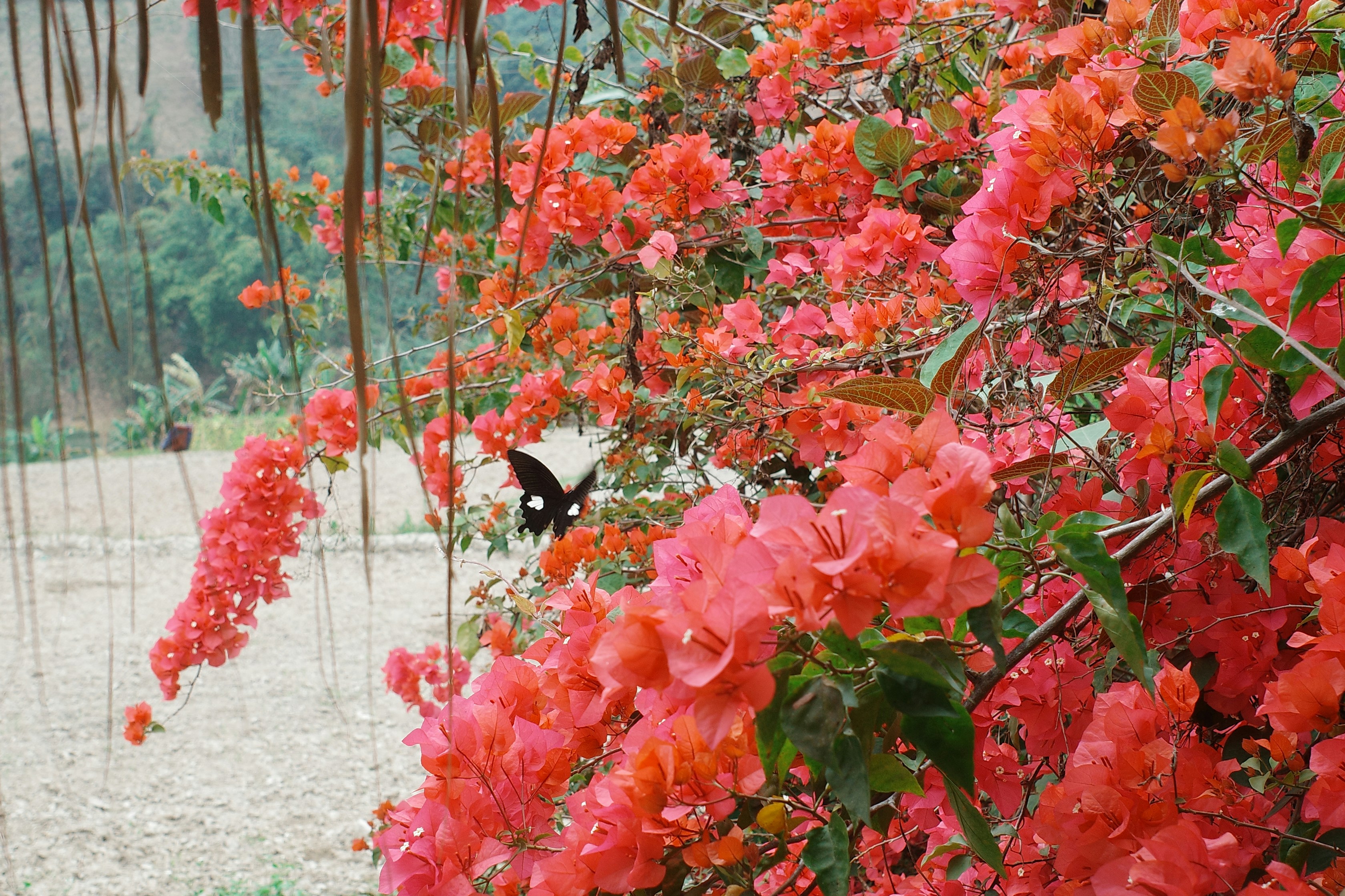 Crimson Bouquets, Hidden Wing: A Hummingbird in the Bougainvillea