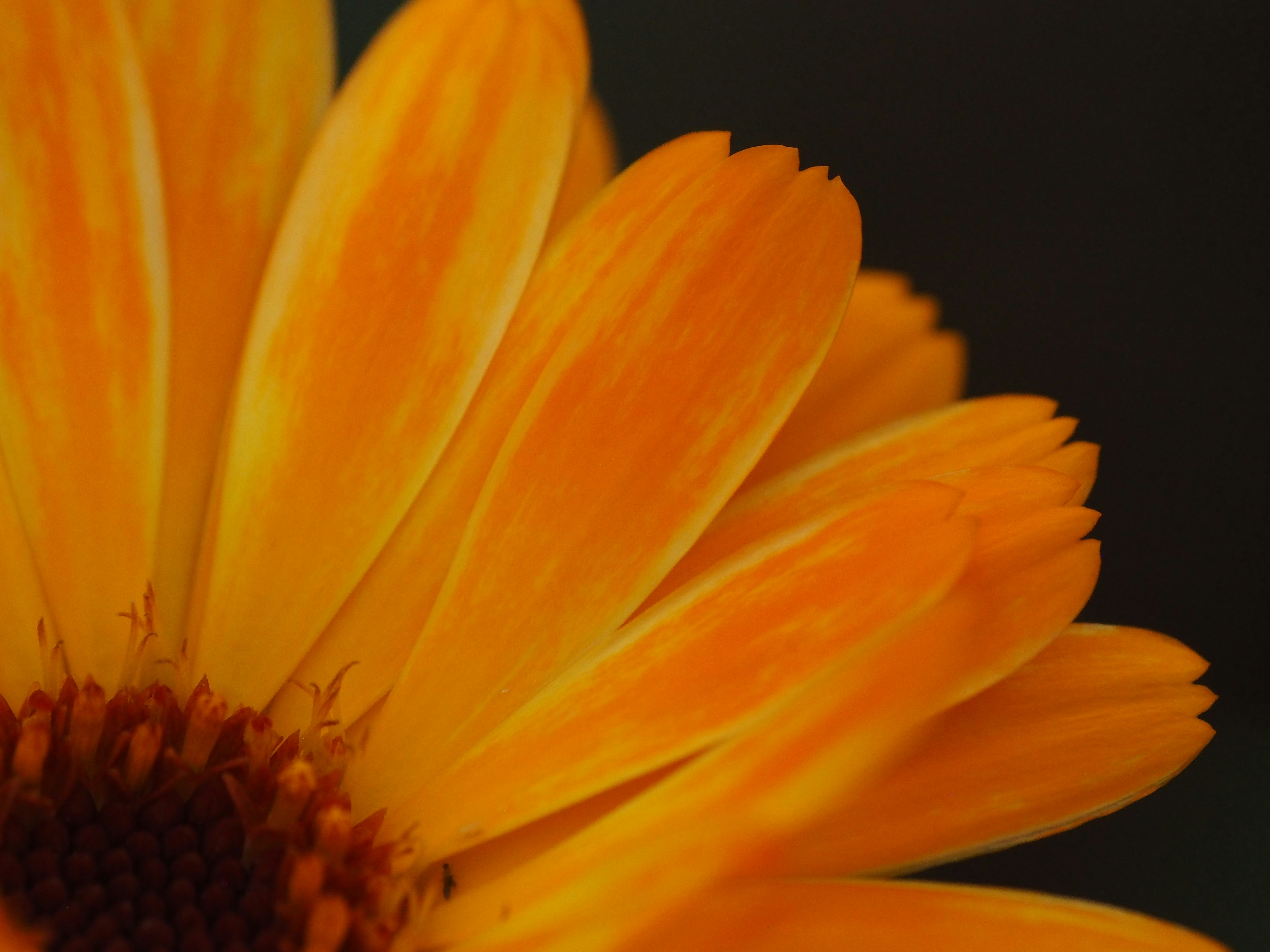 Orange Petal Burst: Macro Close-Up on a Sunlit Daisy Center