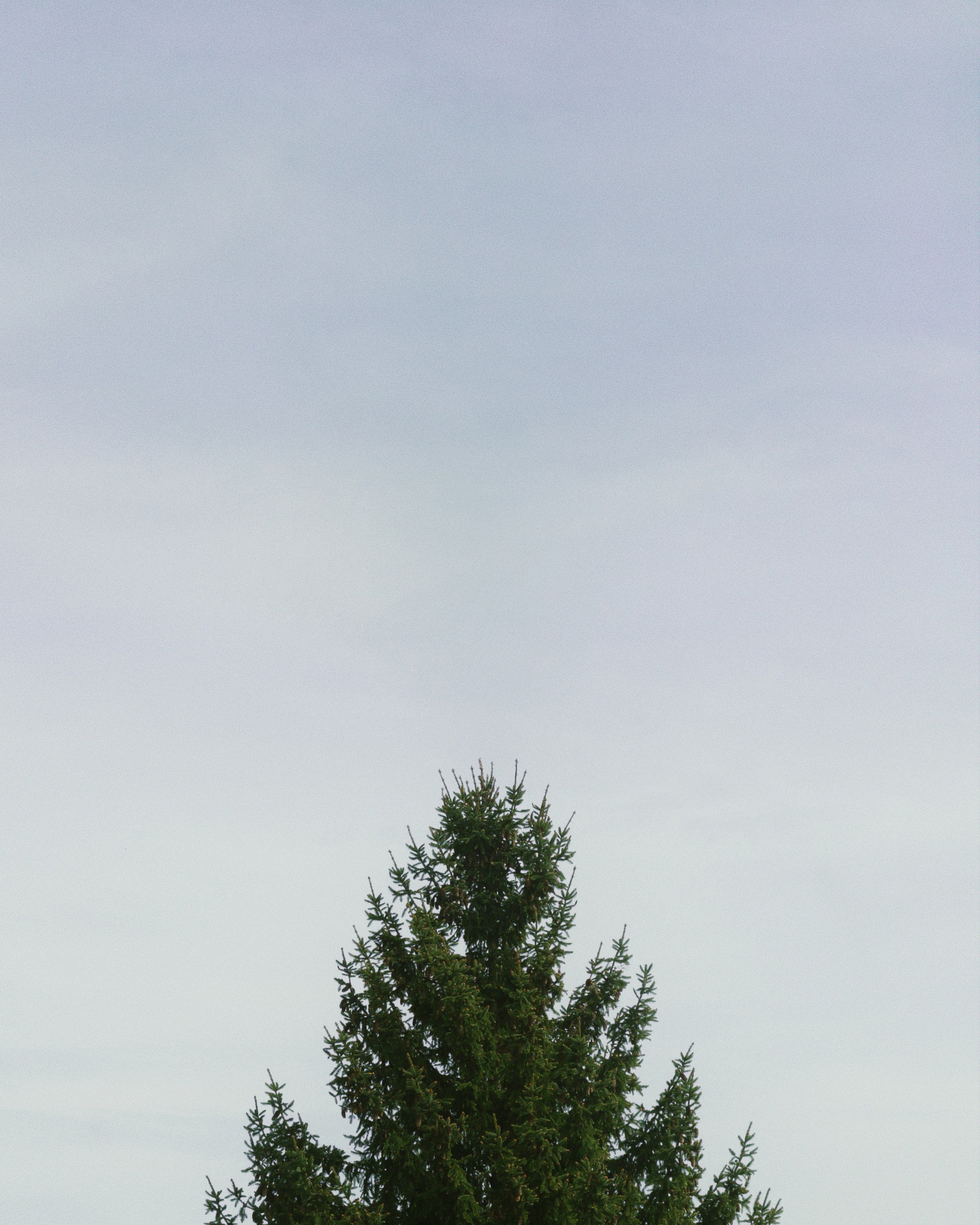  lone evergreen rising against a pale sky