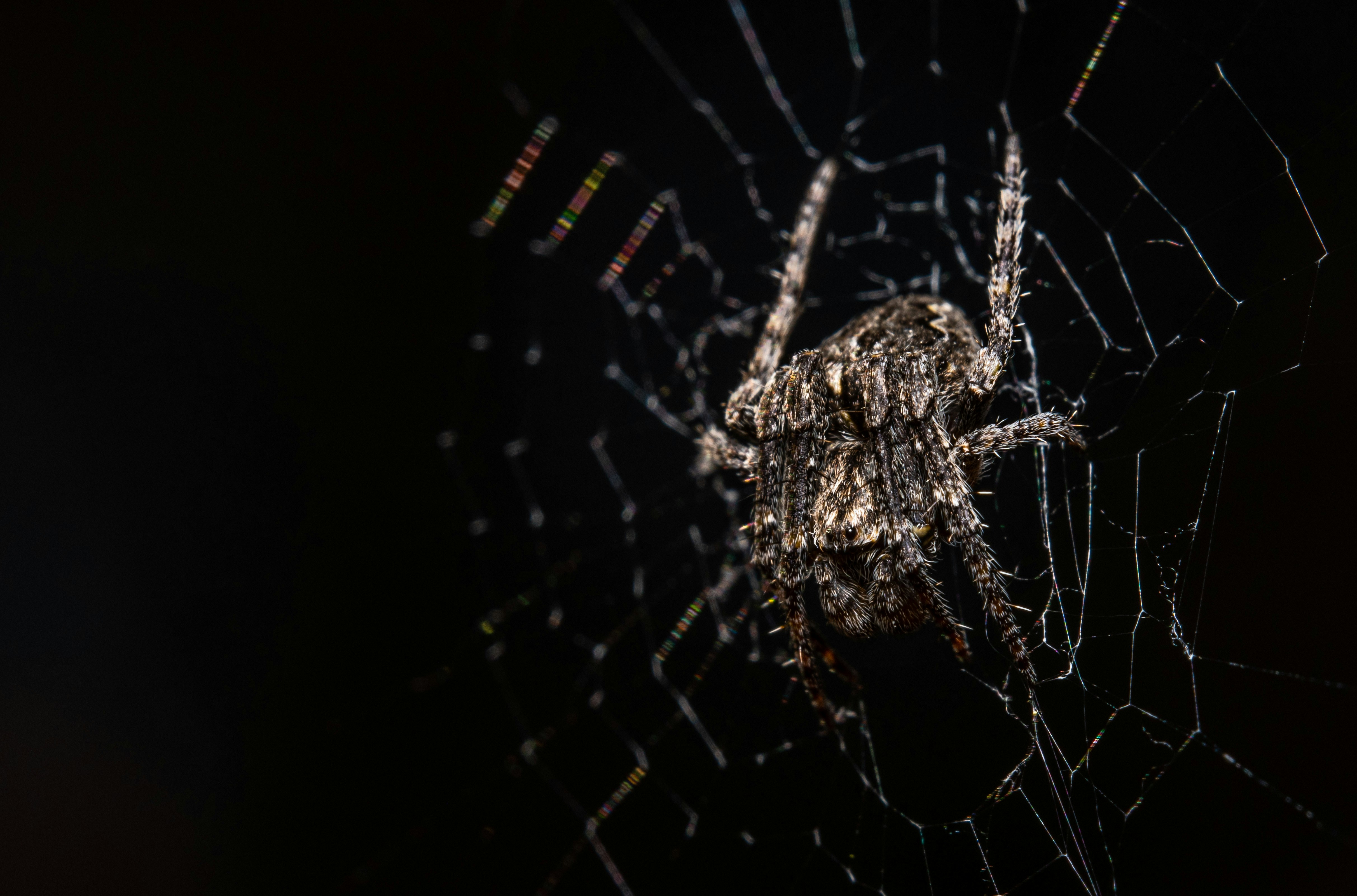 Silken Veil: A Spider Woven in Night