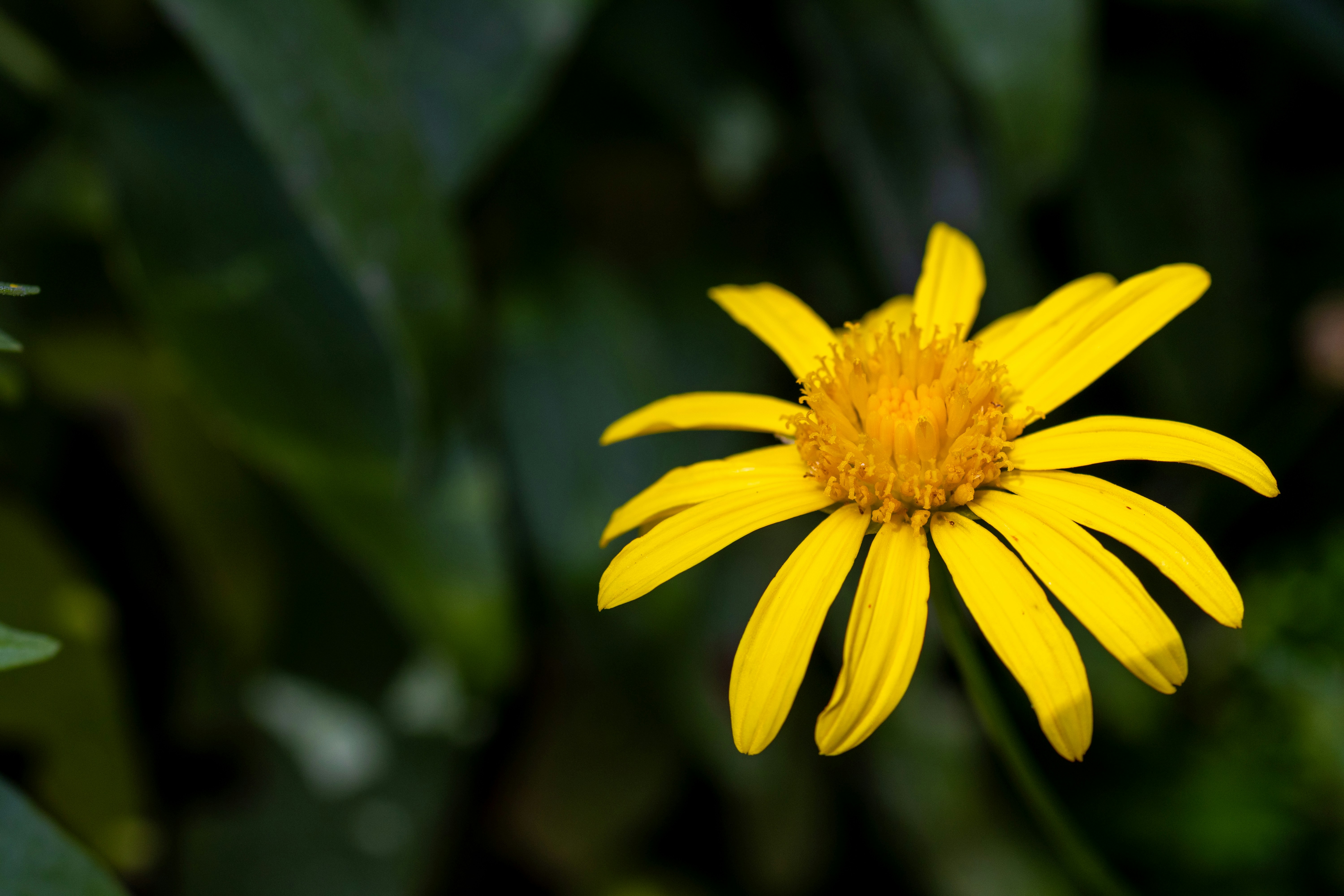 Sunlit Yellow Bloom Against Velvet Green