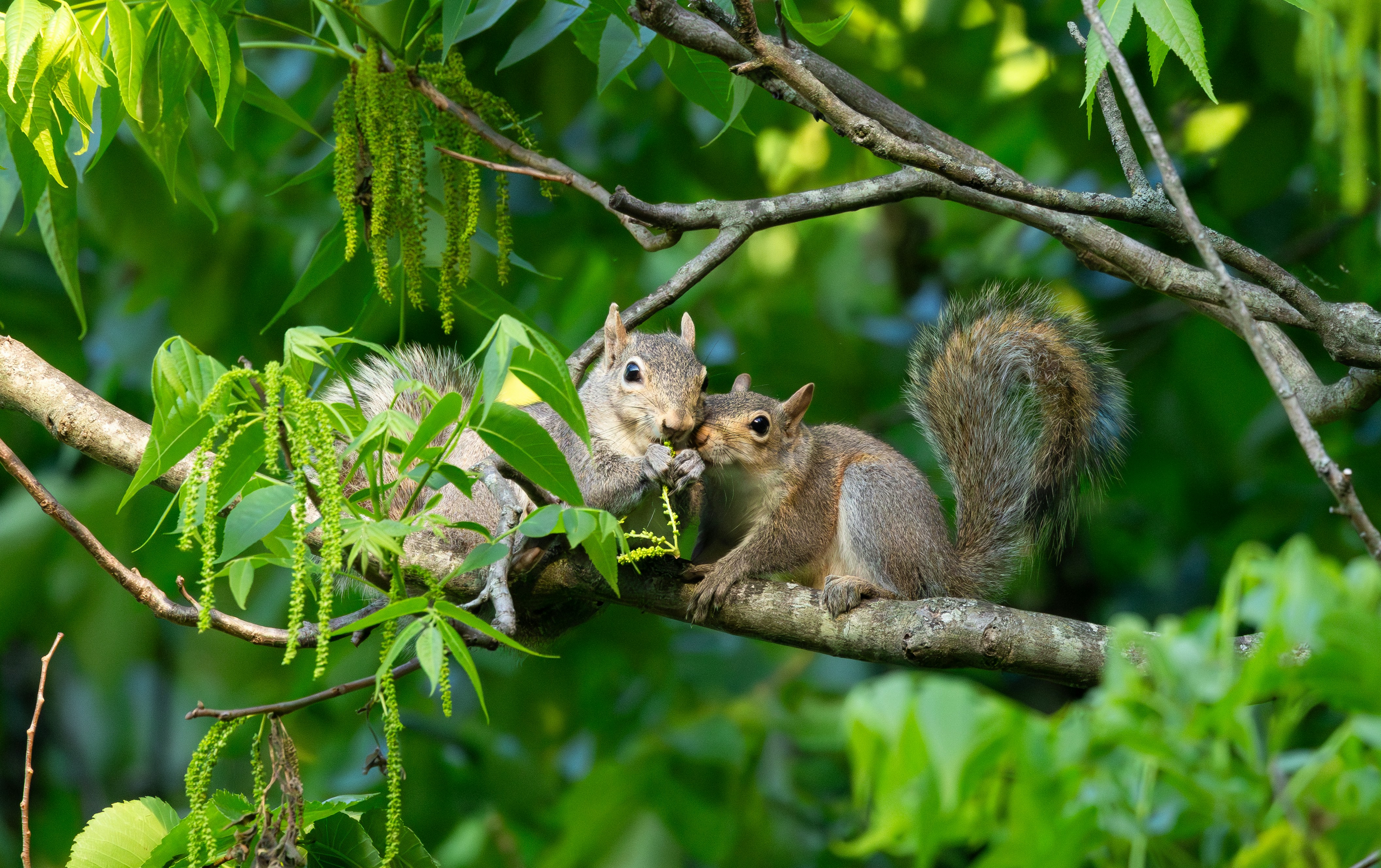 Whispered Nut Exchange on a Spring Branch