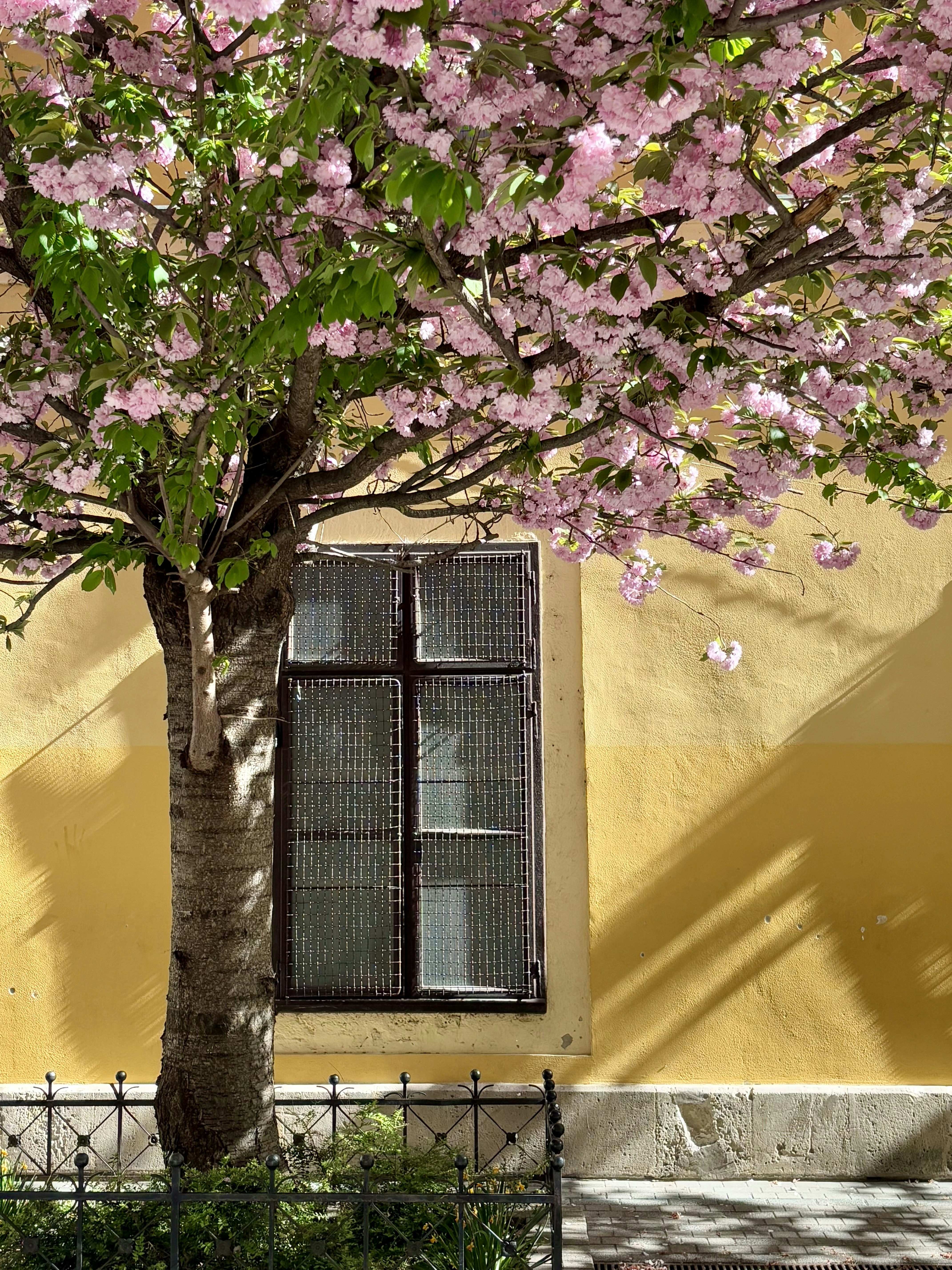 Blossoms over a Sunlit Yellow Window