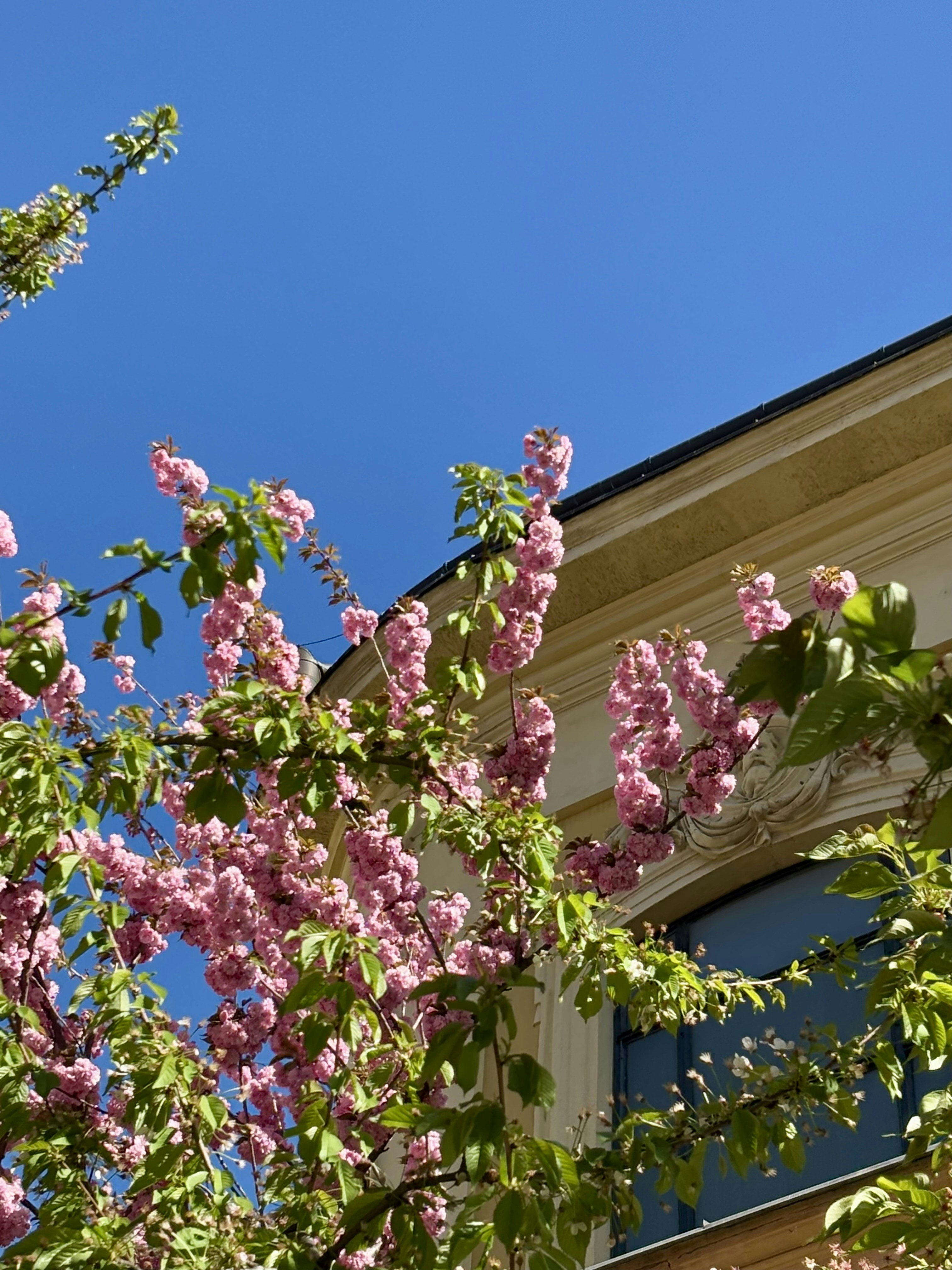 Pink bloom over a sunny roofline