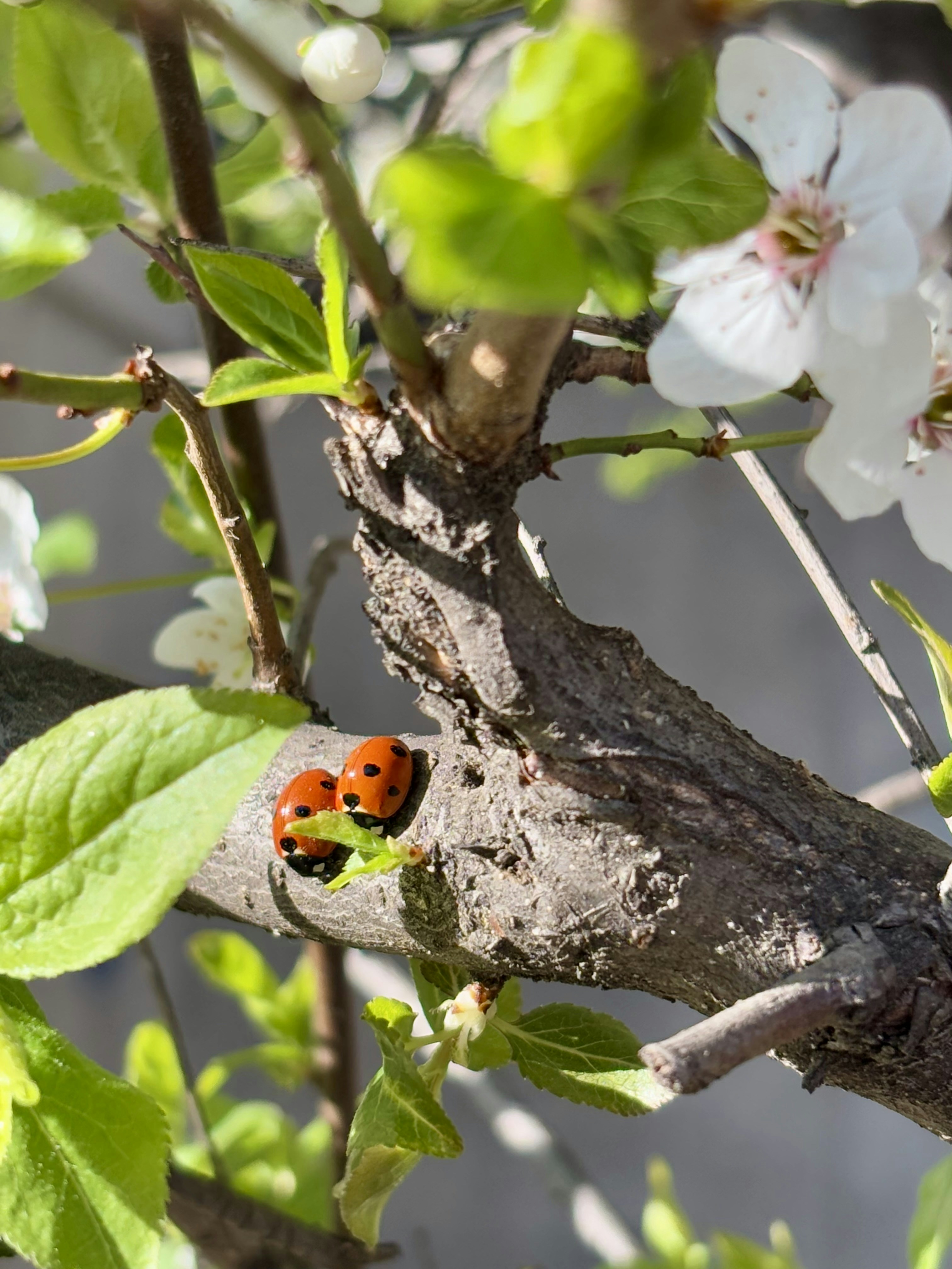 Orange Ladybug Pair on a Sunlit Apple Branch