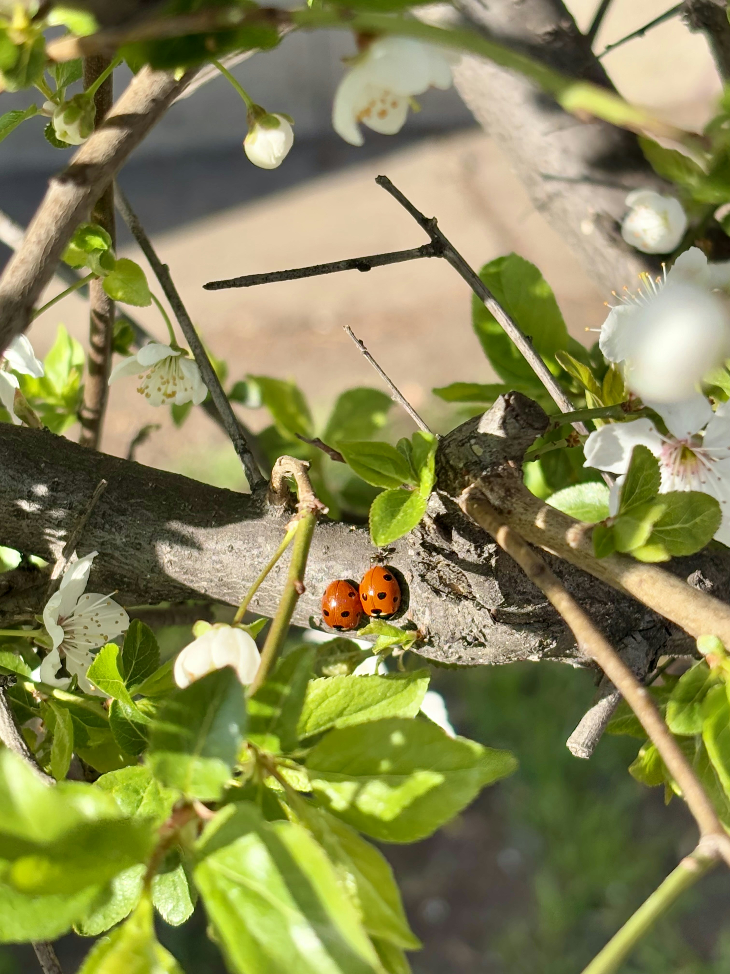 Two Red-Eyed Beacons on a Blossom-Braided Branch
