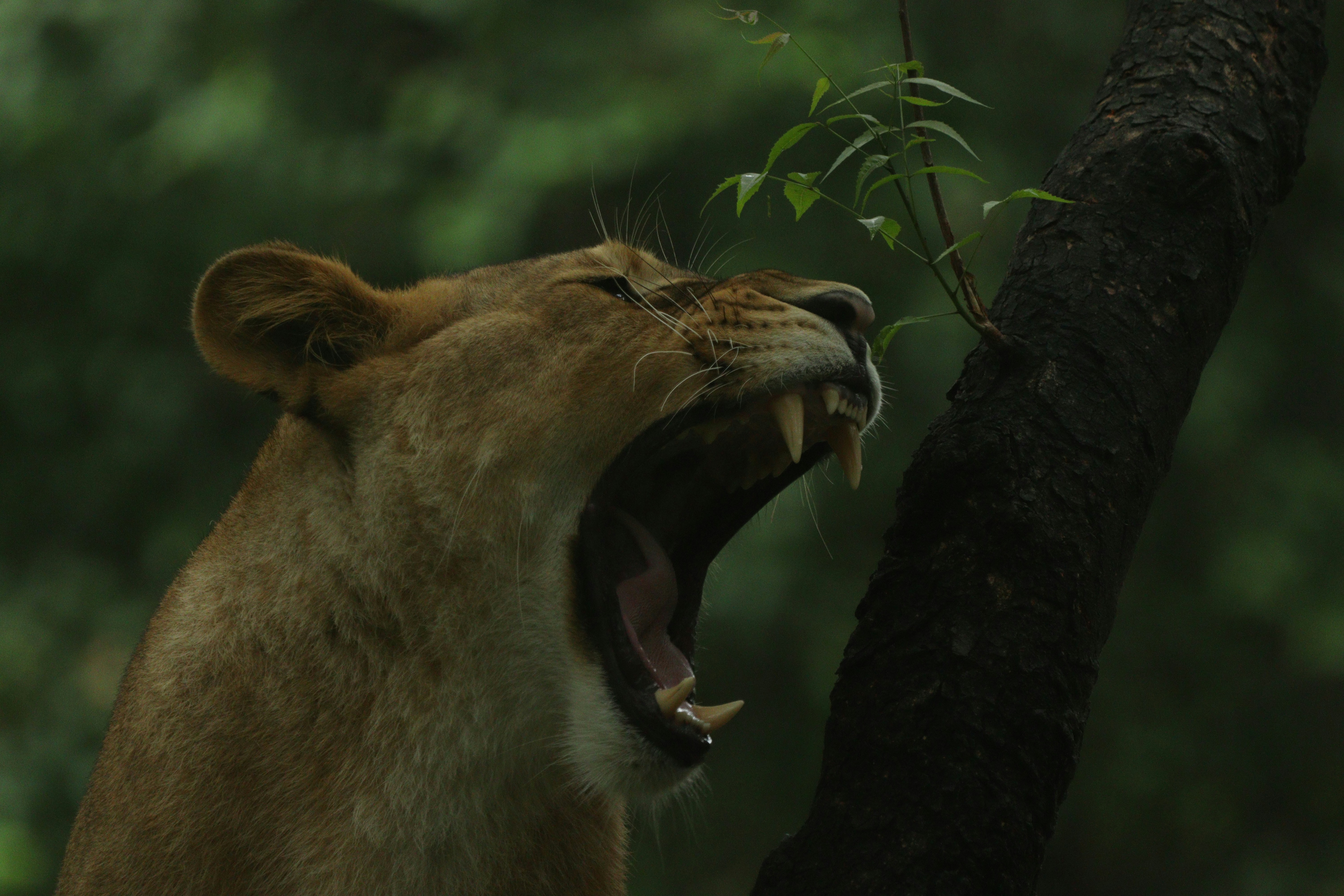 Emergent Roar: A Lioness Frightened by a Branch in Deep Forest