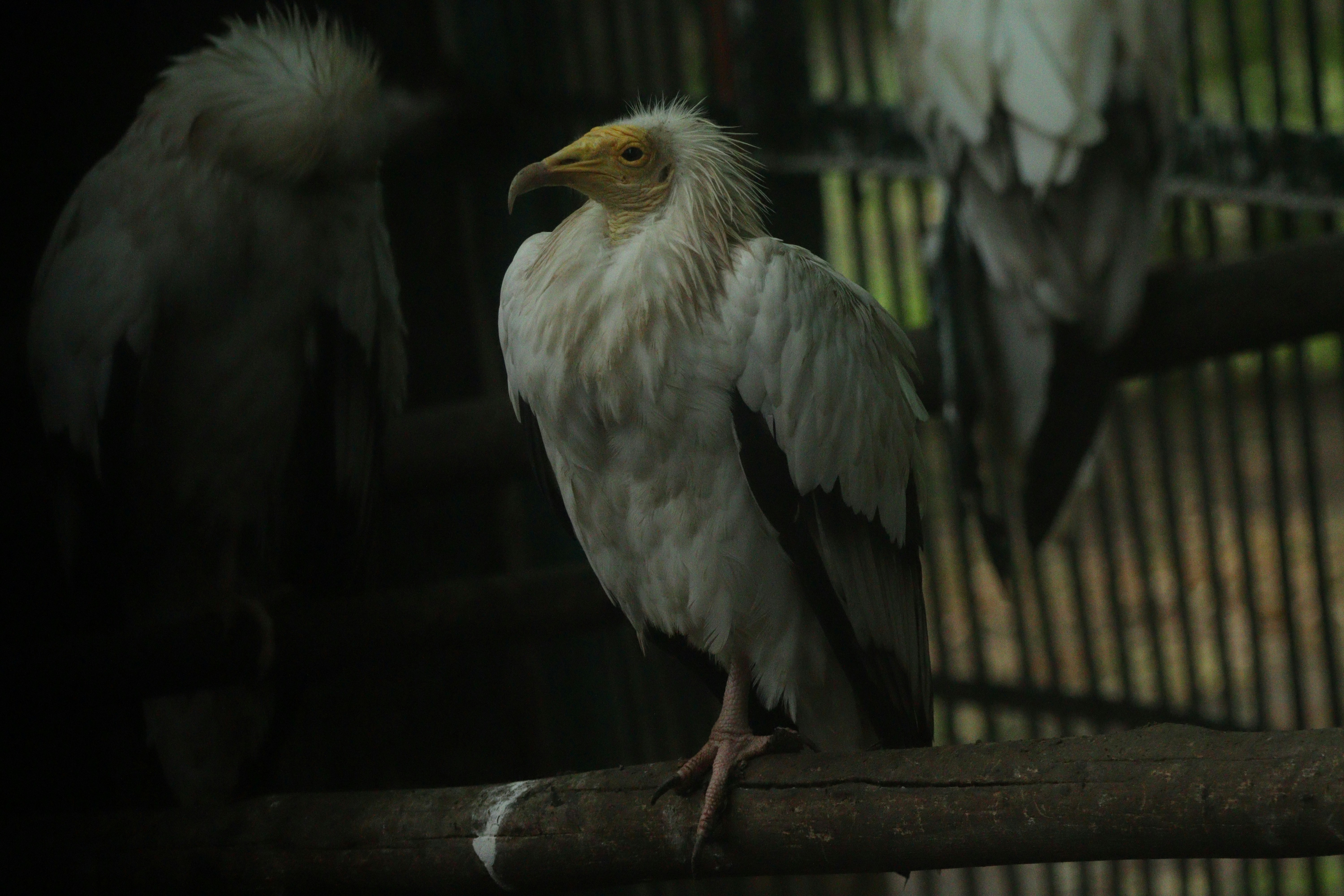 Stoic Capped King on a Weathered Perch