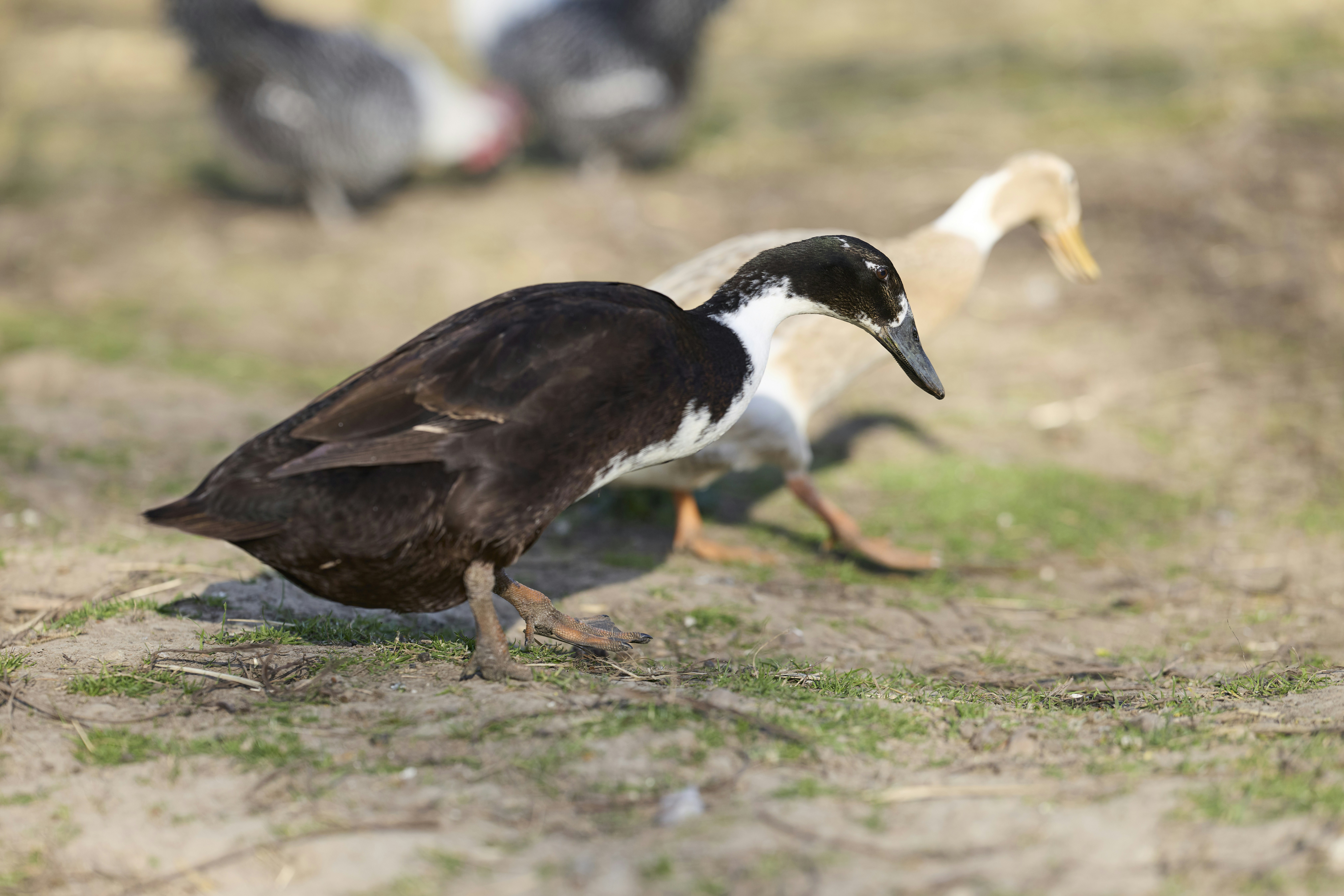 Two Ducks in Soft Focus Meadow
