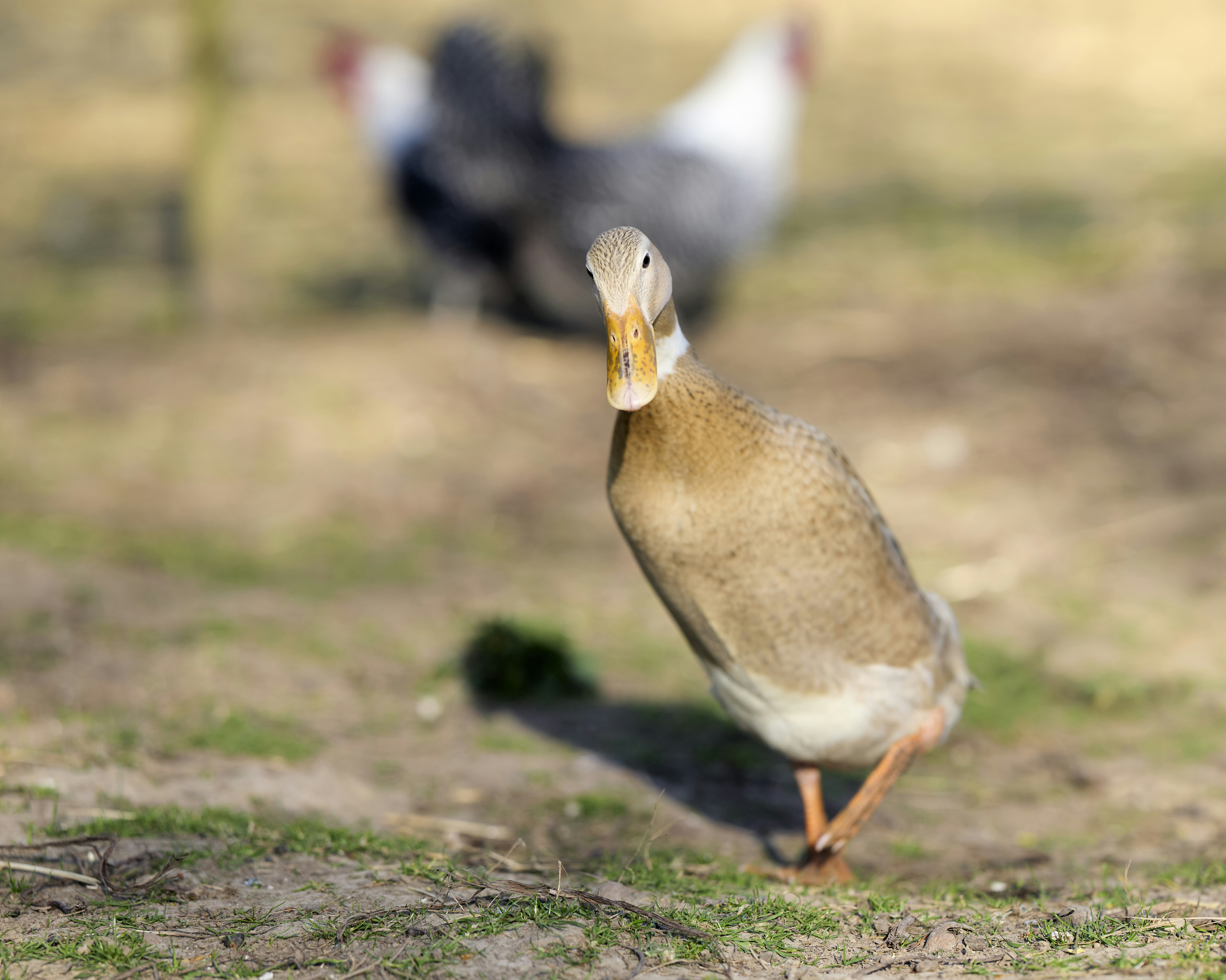 Grounded Curiosity: A Strolling Duck in Soft Focus