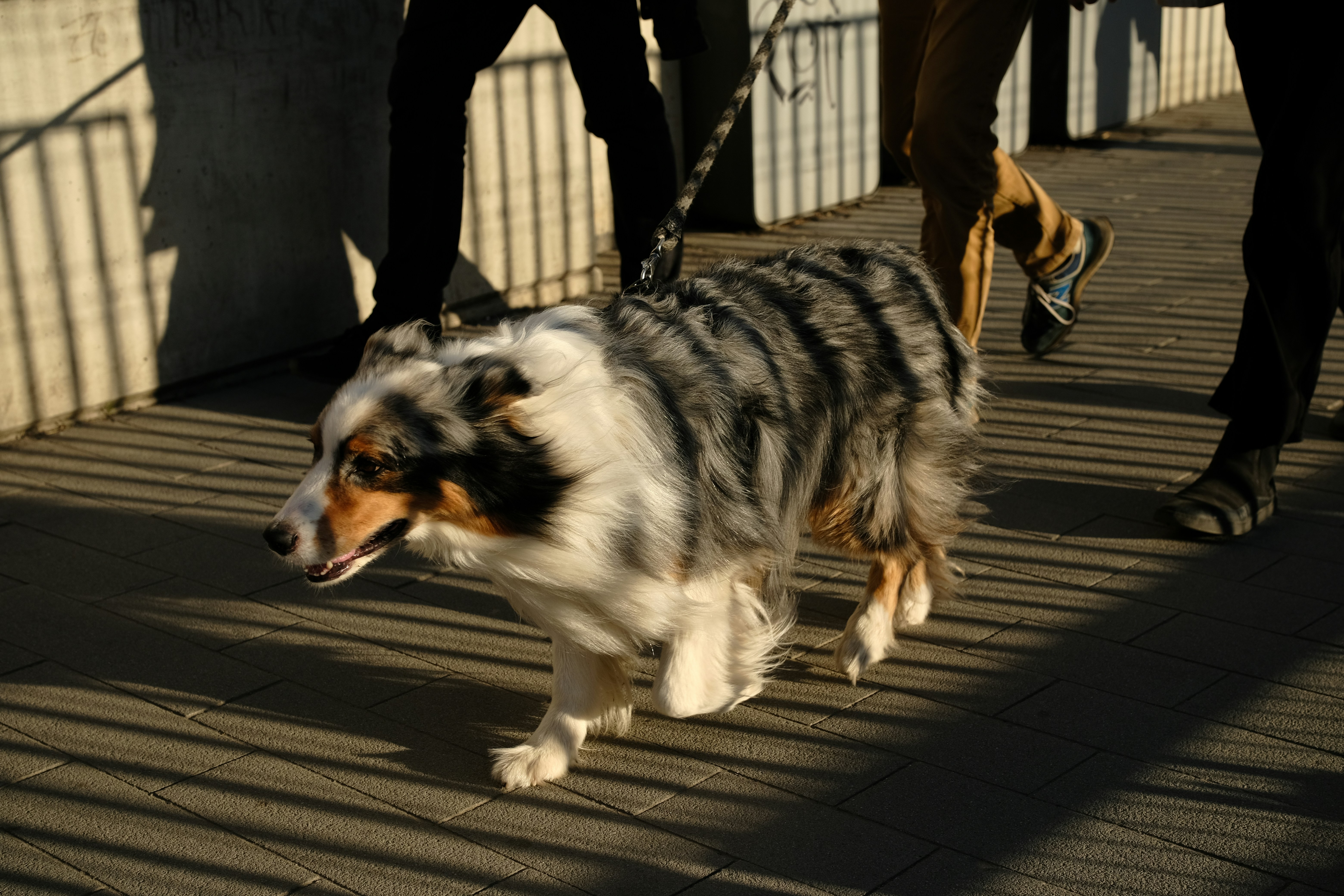 Running Collie on a Sunlit Bridge