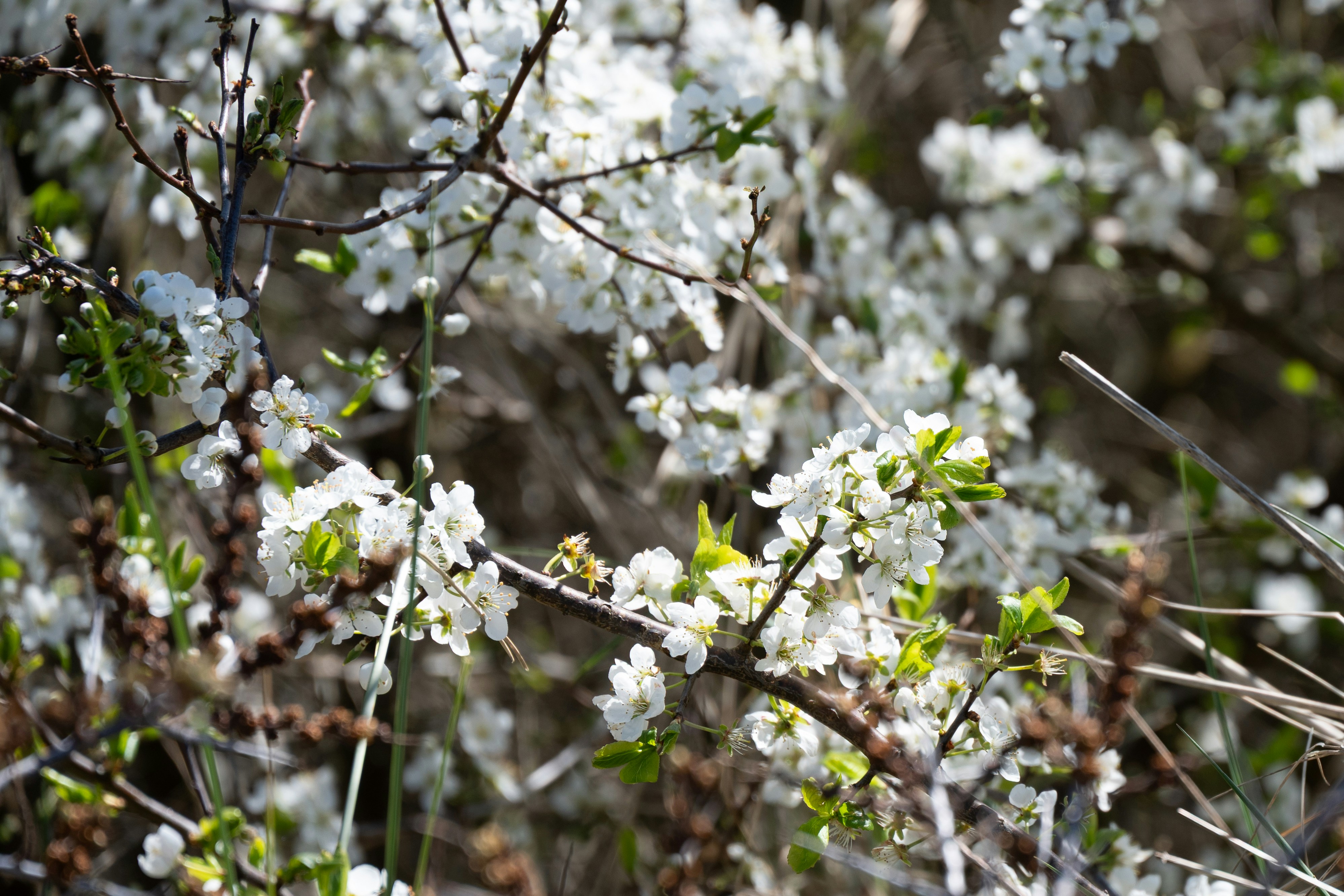 Blossoms in a Sunlit Tangle