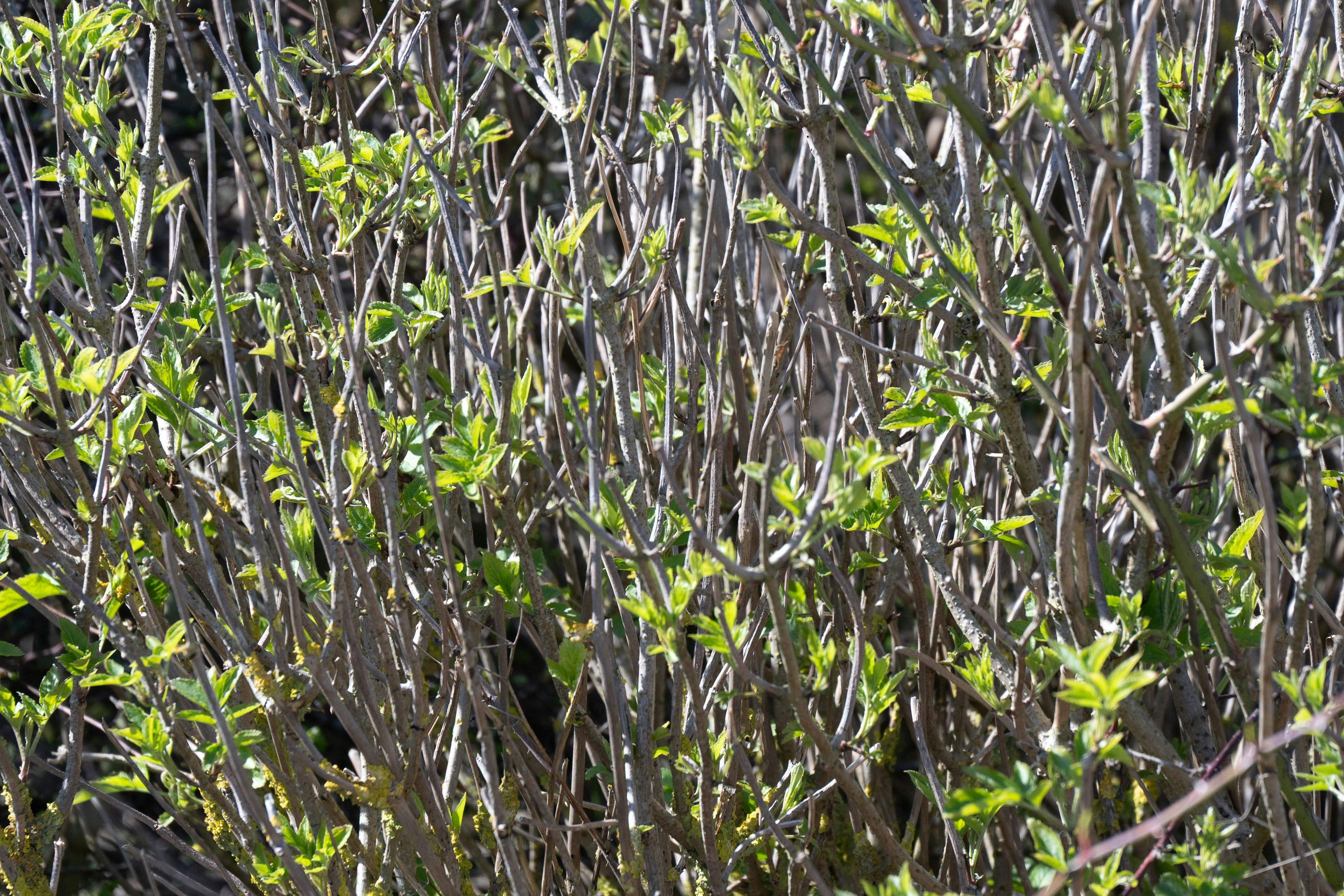 Dense Winter Thicket: A Close-up of Budding Greens Among Twigs