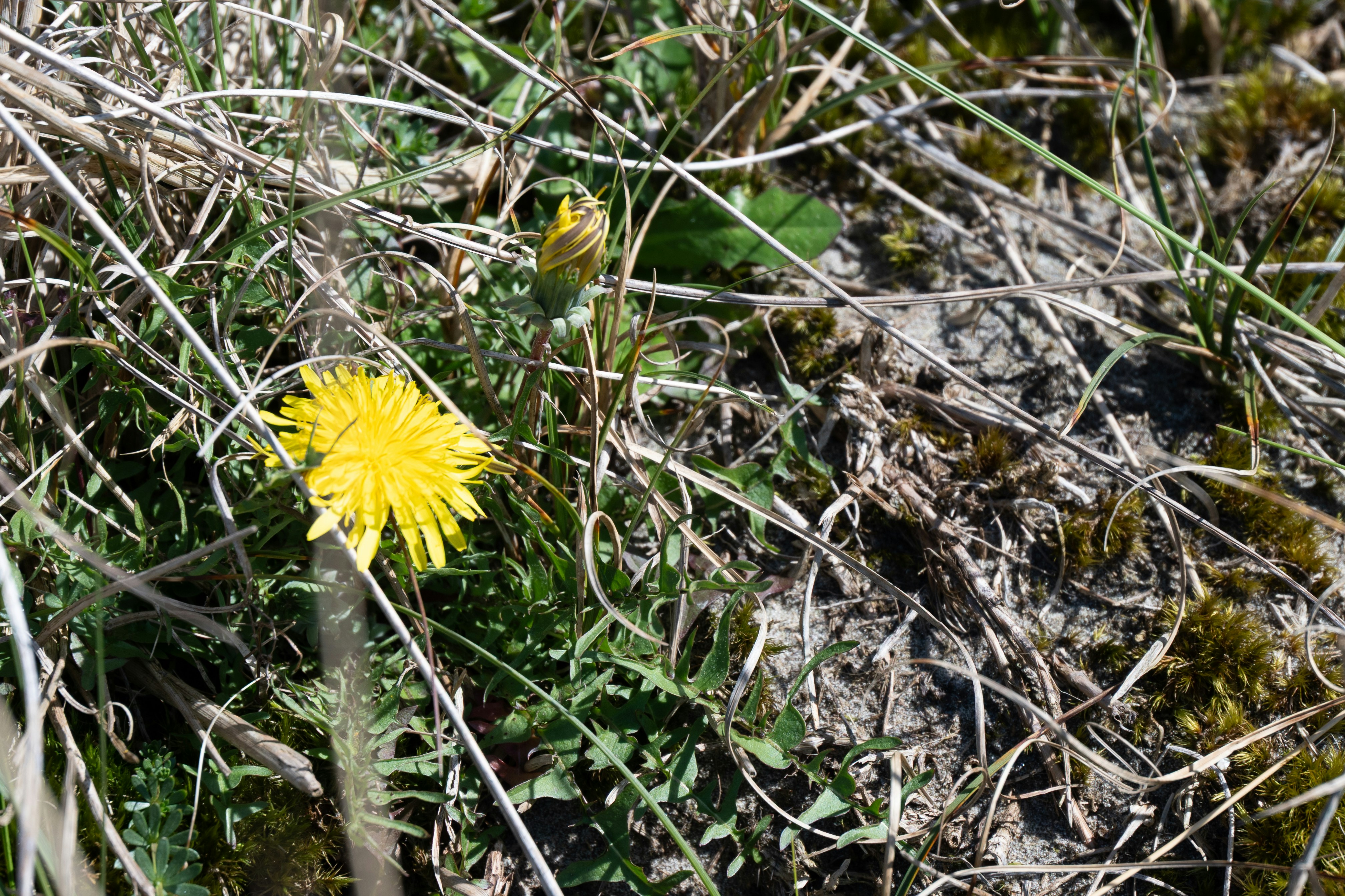 Sunlit Yellow Dandelion Against Tangle of Grass and Soil