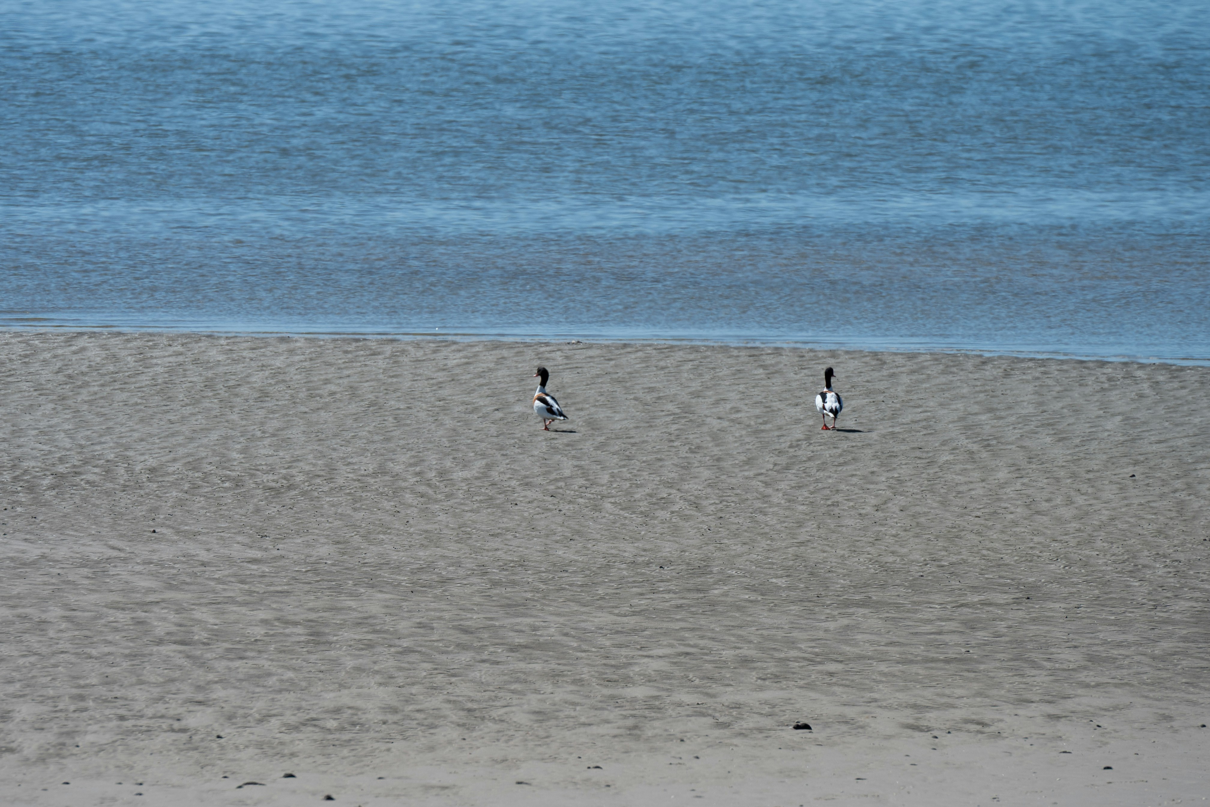 Two Shoreline Scrappers on a Quiet Beach