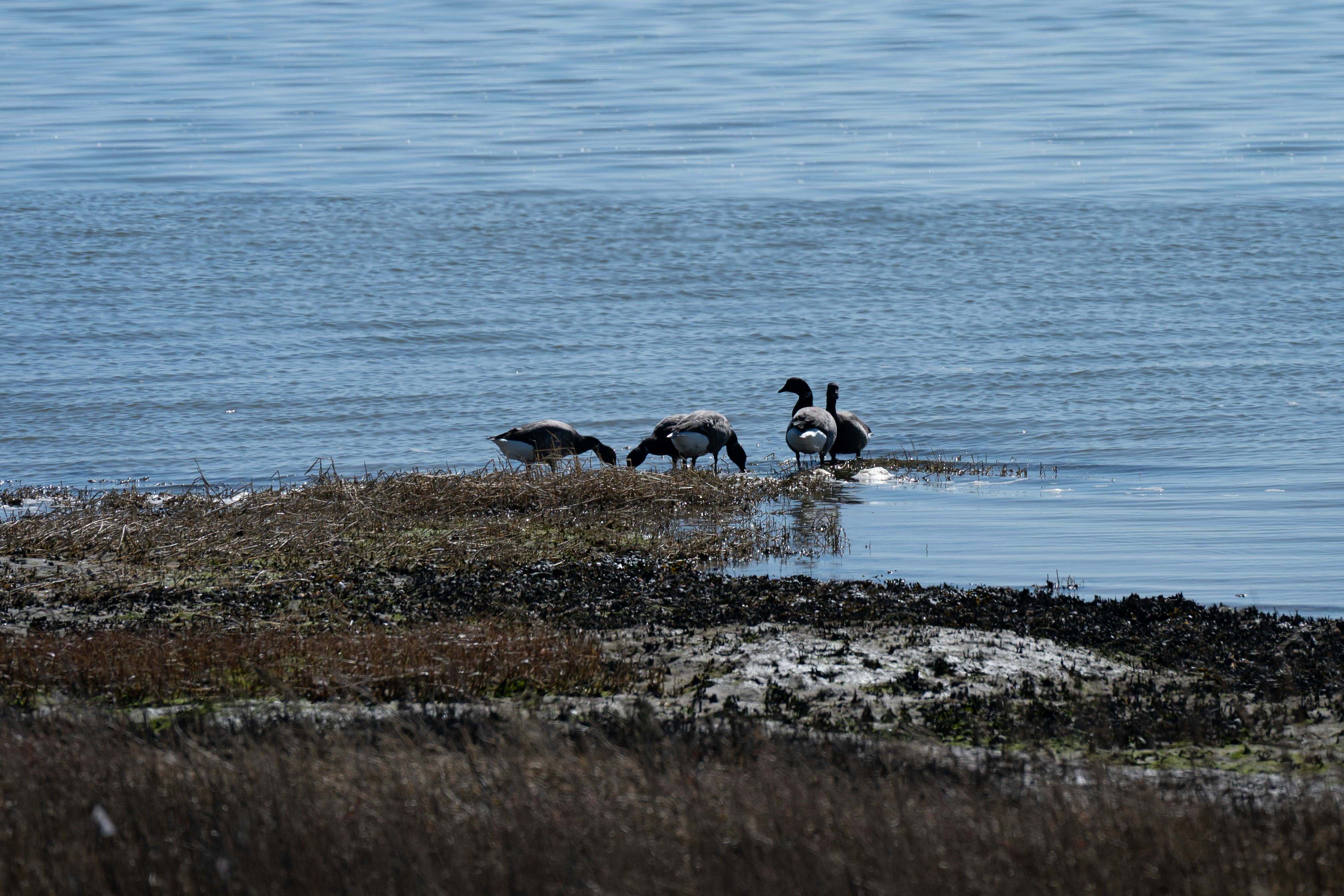 Line of Black-Necked Geese Resting at the Shoreline