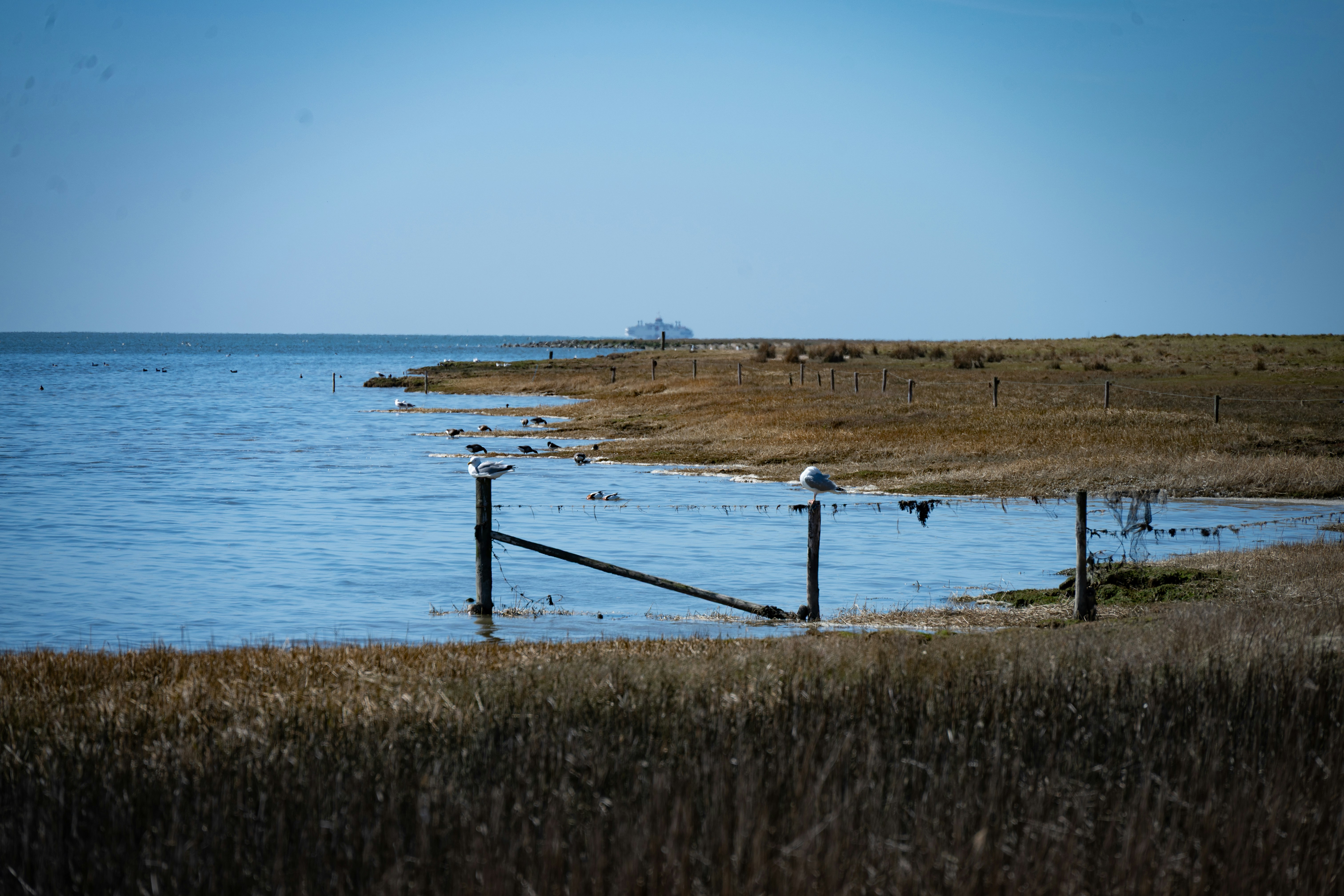 Fence Lines Toward a Distant Shore
