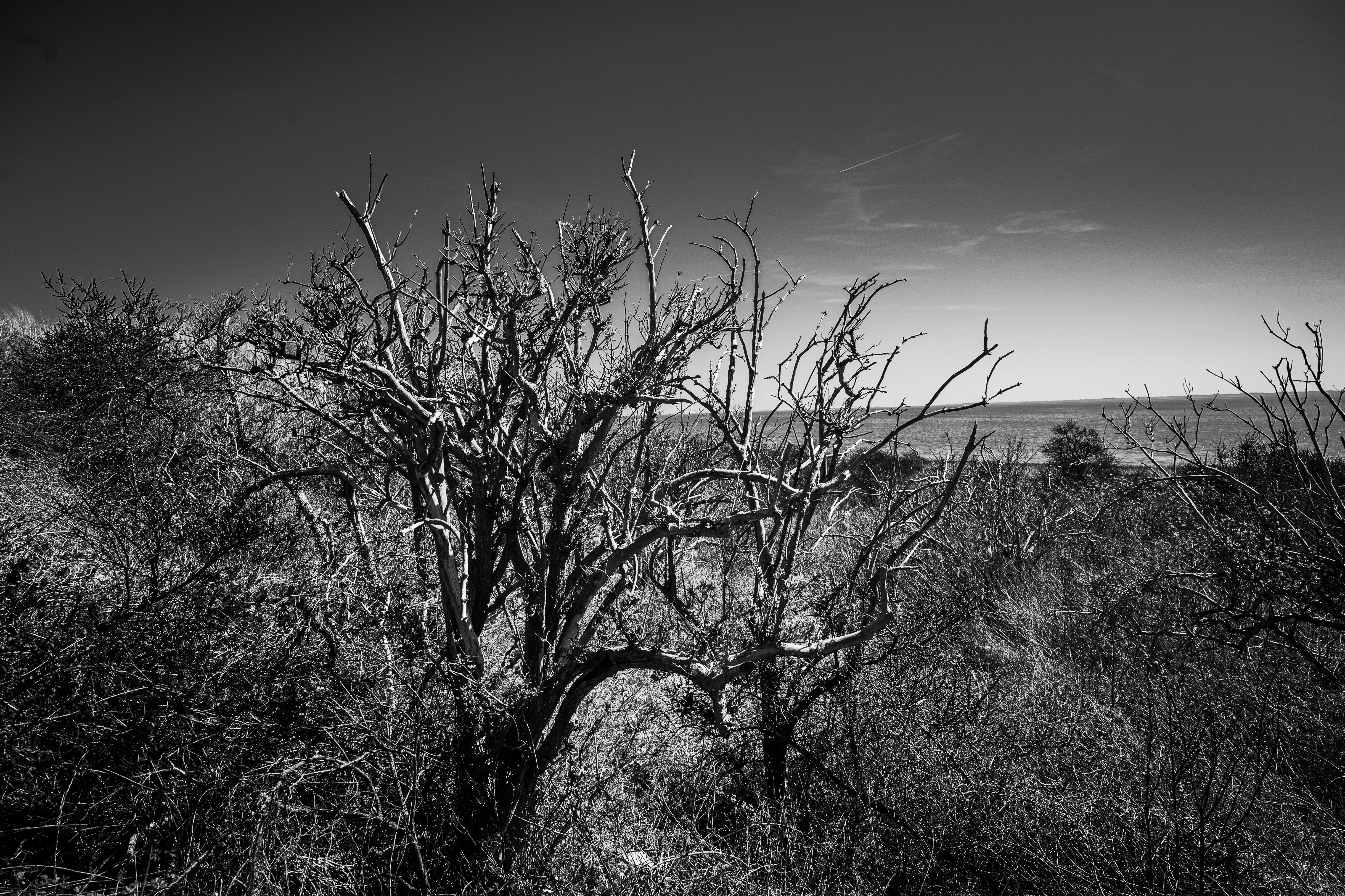 Hollow Arboreal Sentinel Under a Wide Sky