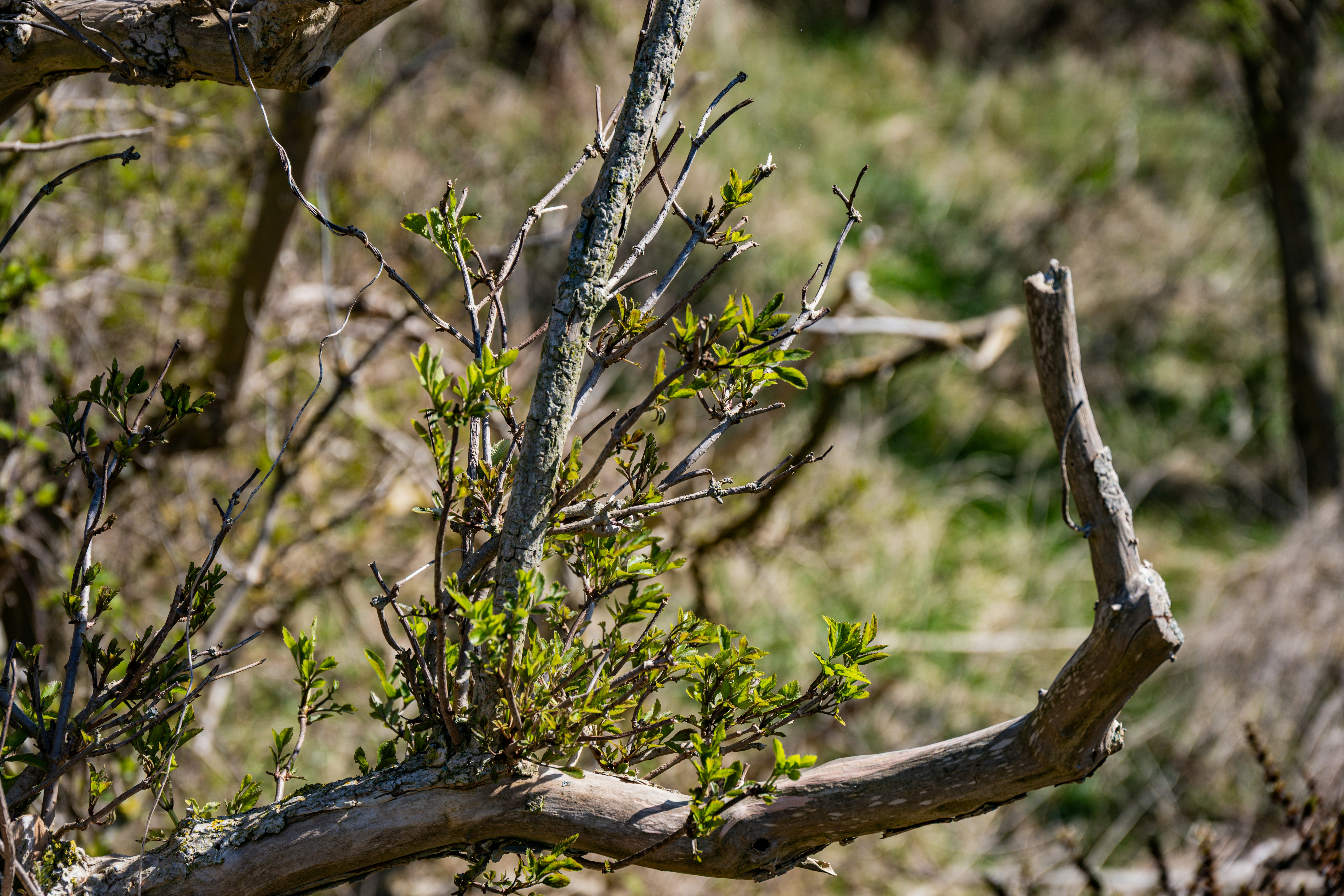 Young shoots emerge from gnarled branch in sunlit scrub