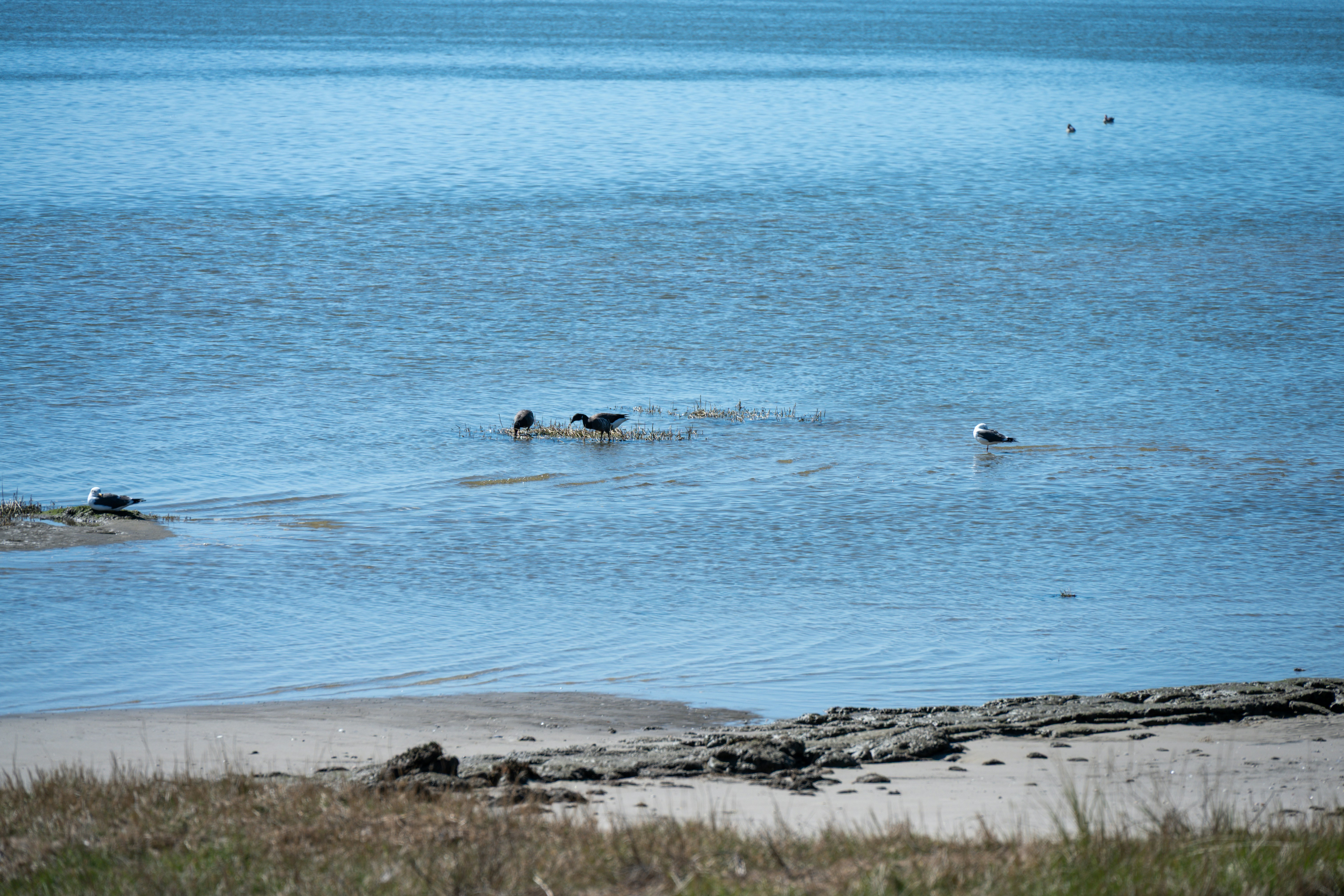Distant Ducks on a Quiet Blue Shore