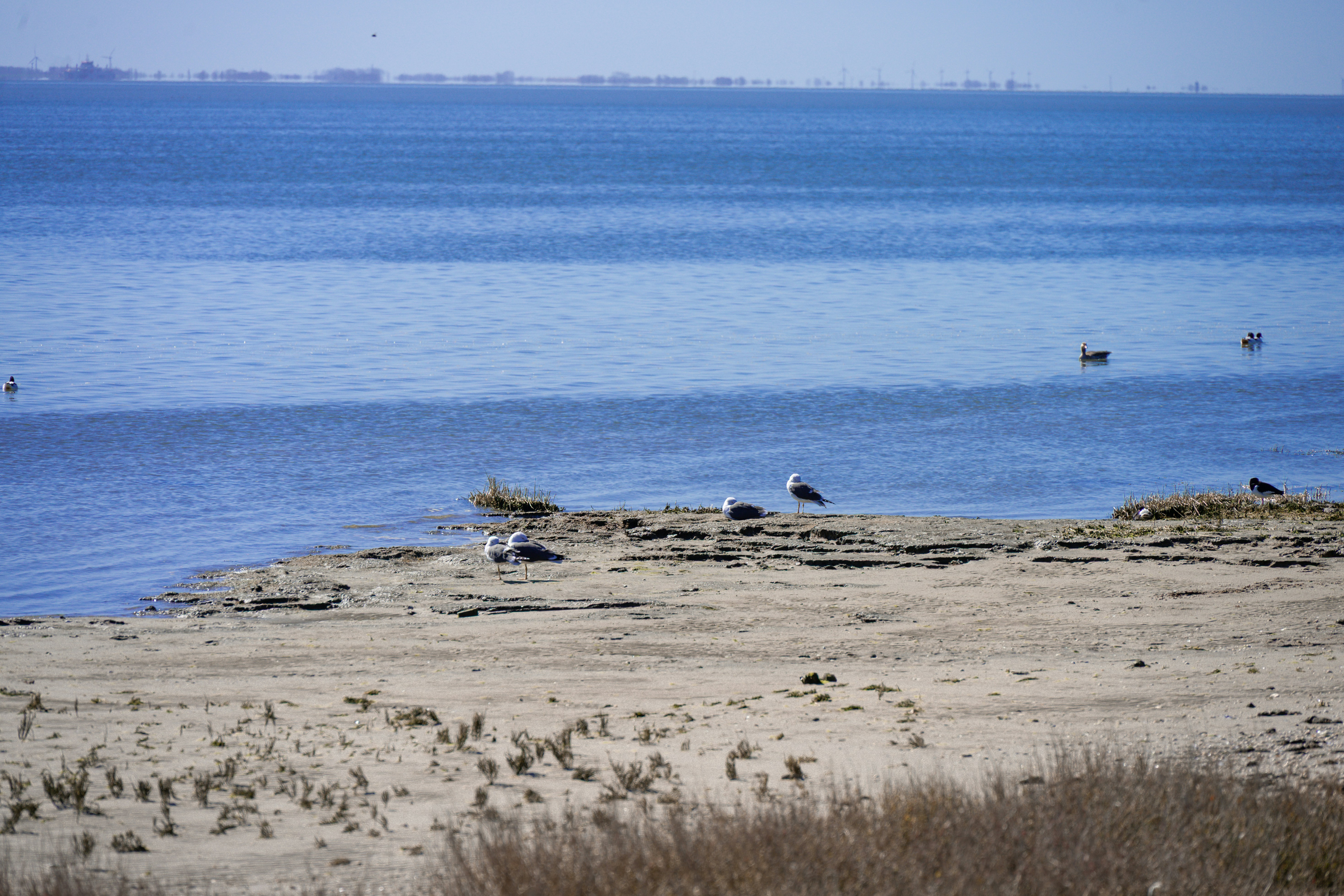 Seabird Passage Over Quiet Shore