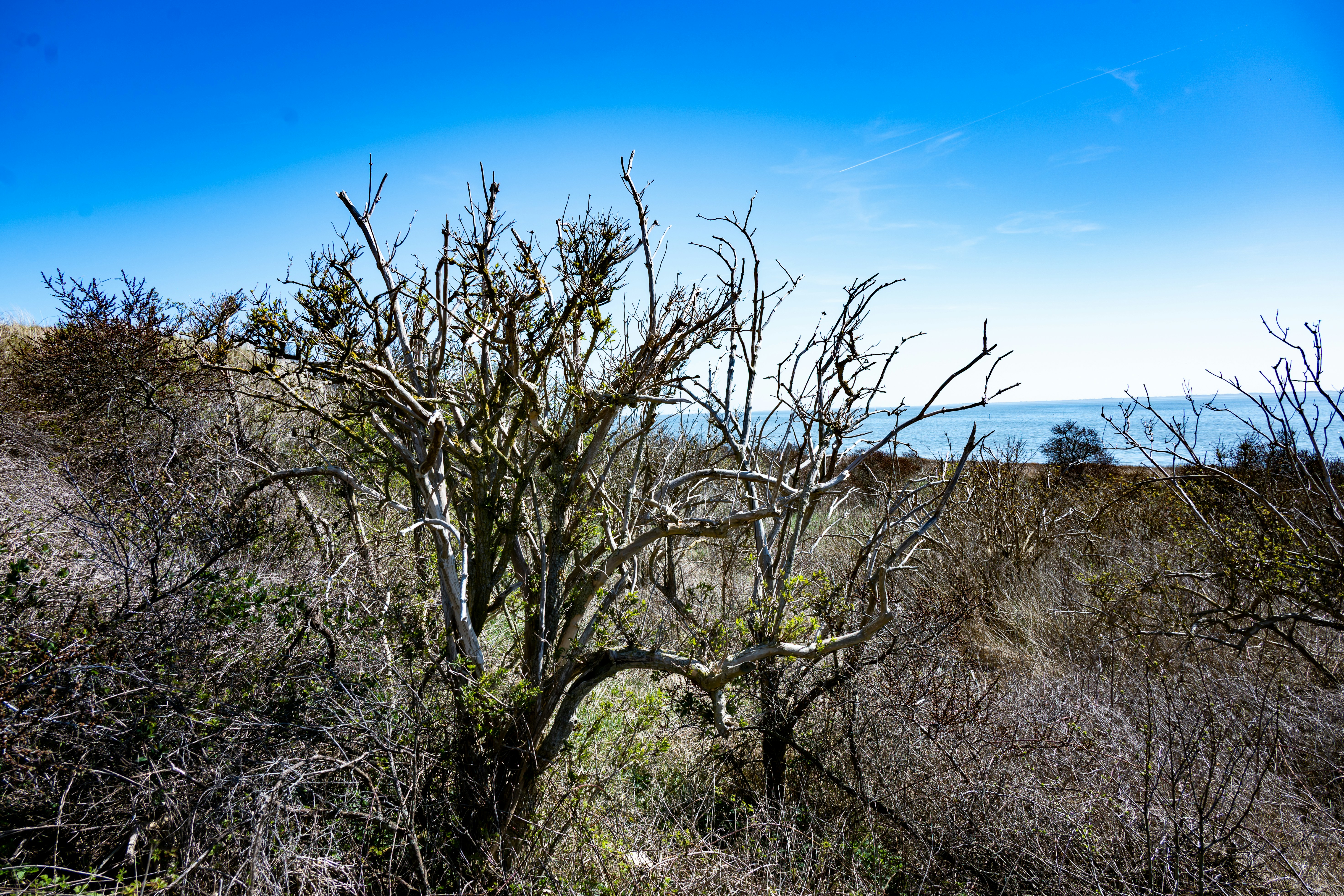 Deserted Branches Reach Toward a Distant Blue Horizon