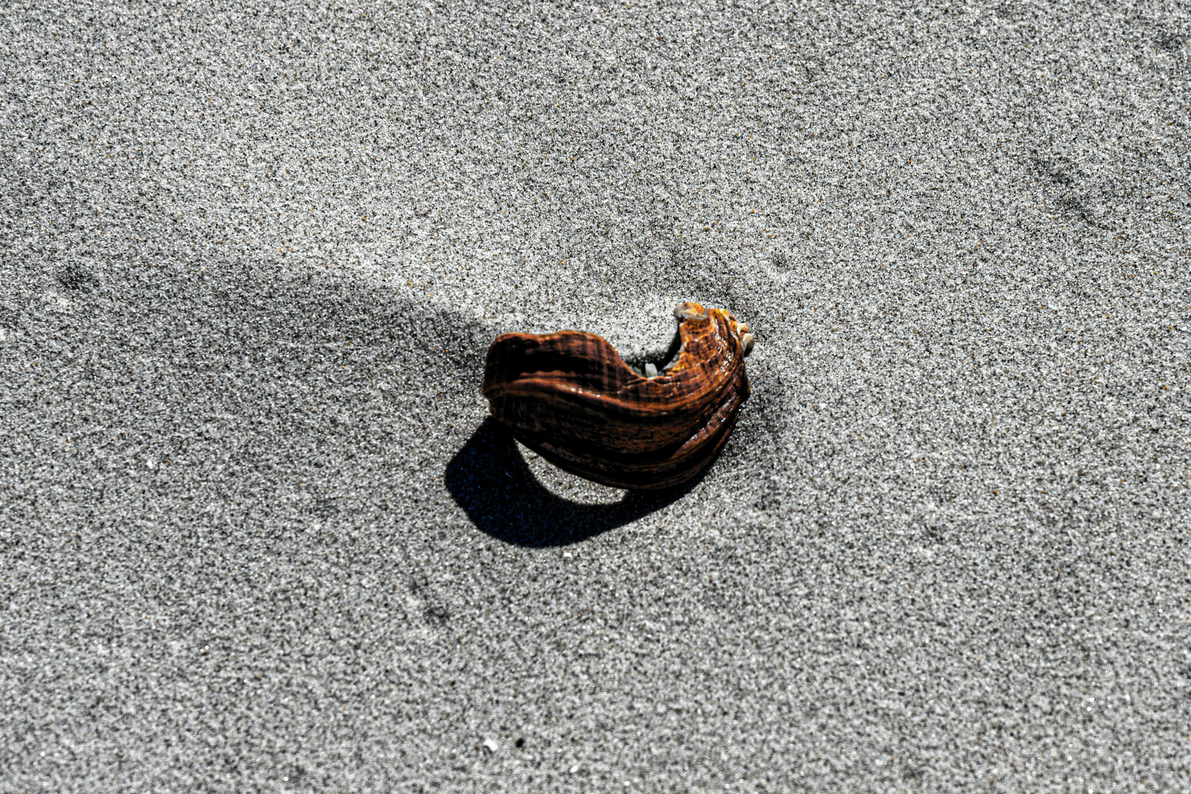 Deserted Seashell on Wind-Sculpted Sand