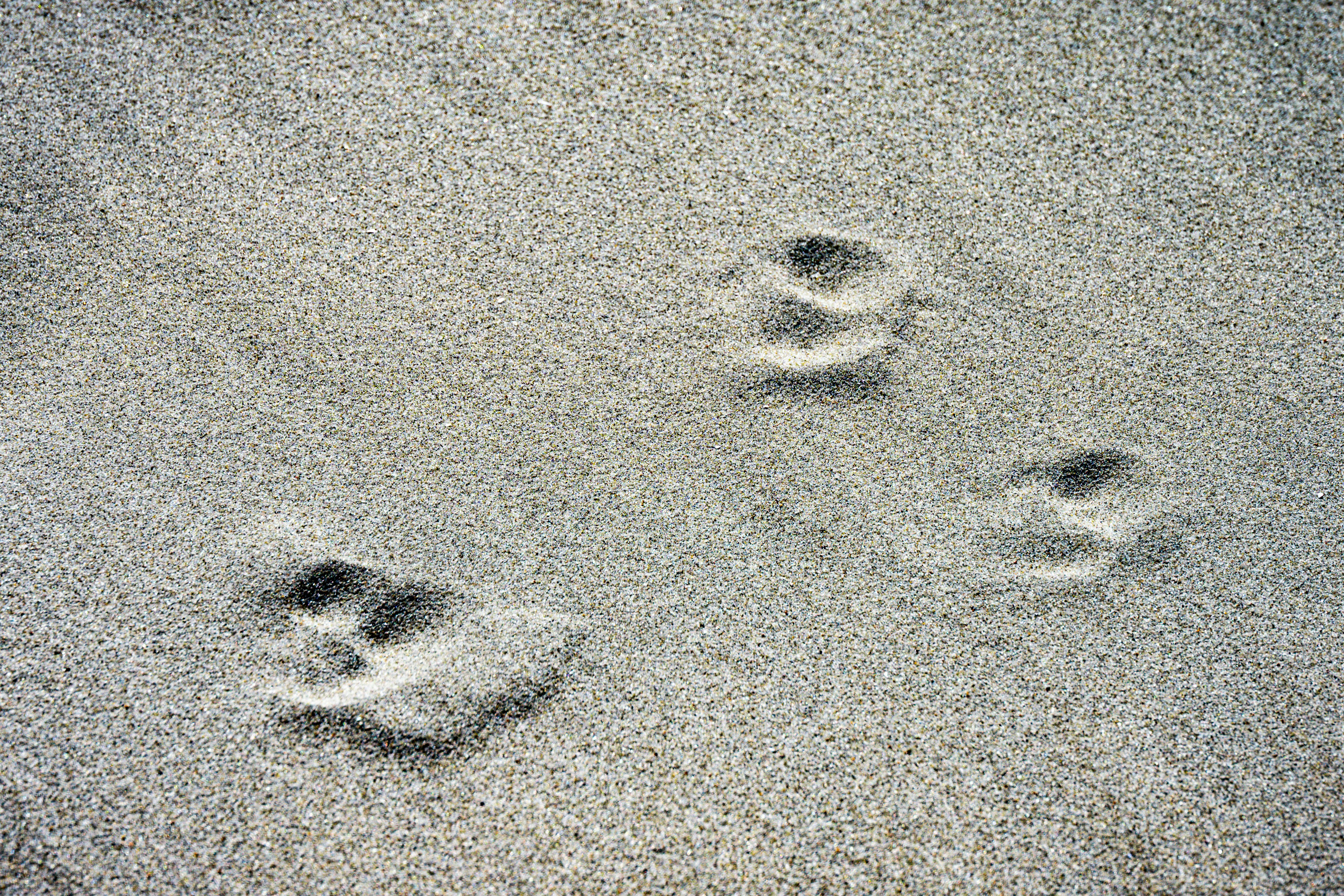 Footprints in Fine Sand: A Quiet Trace