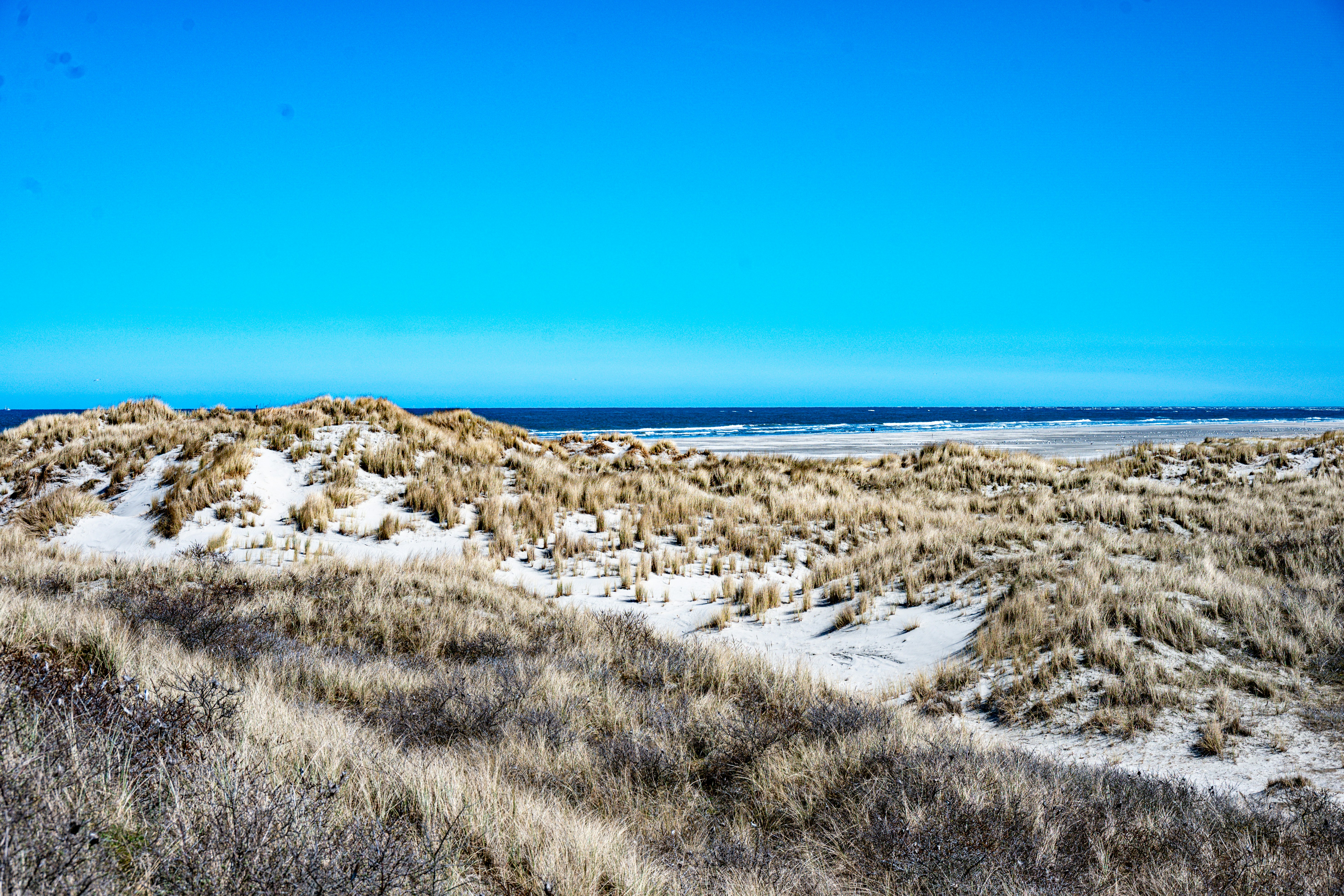 Dune Sea and Blue Horizon at Dusk-Tinted Coast