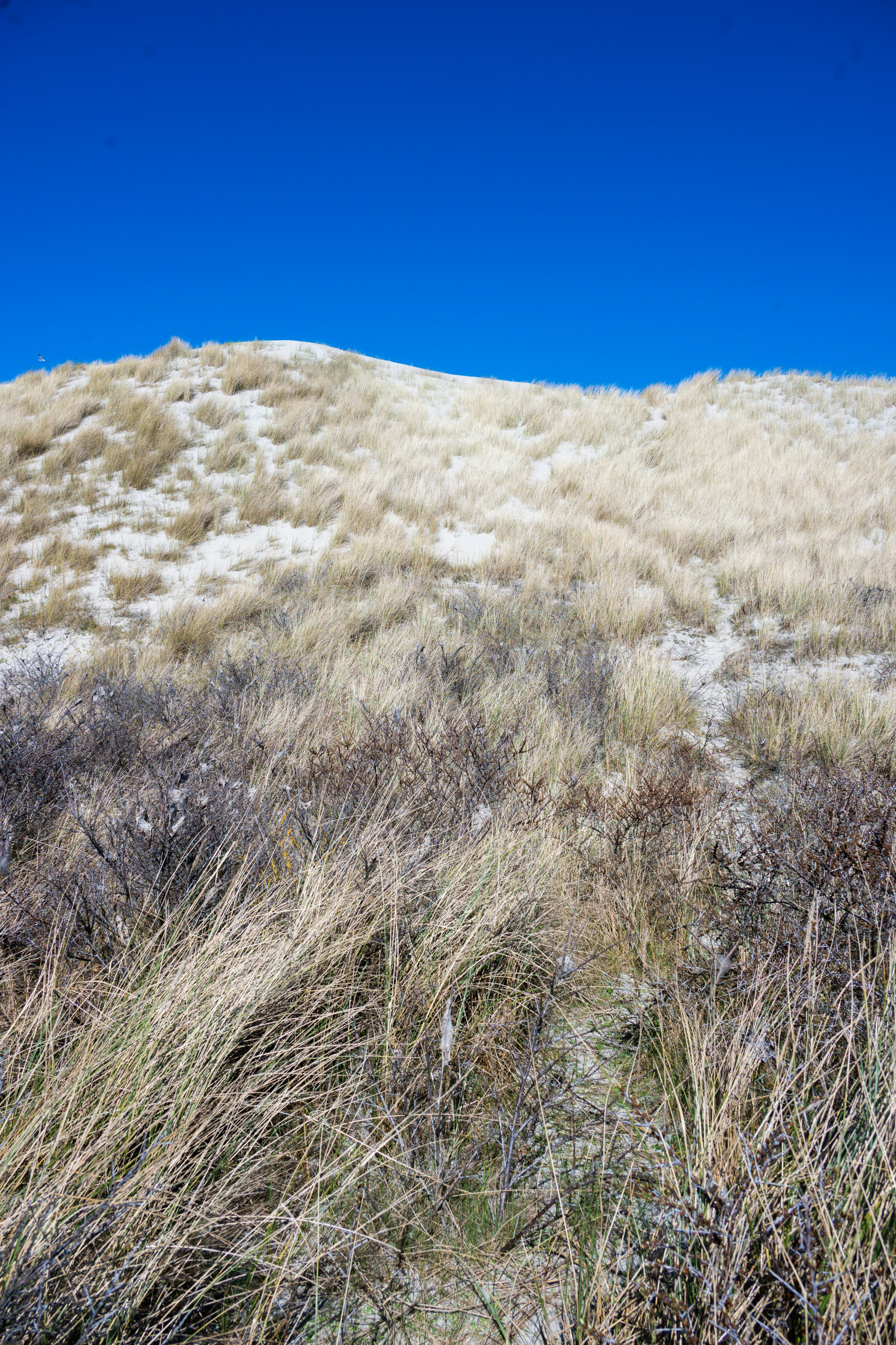 Ivory Dune Ridge Under a Pristine Blue Sky
