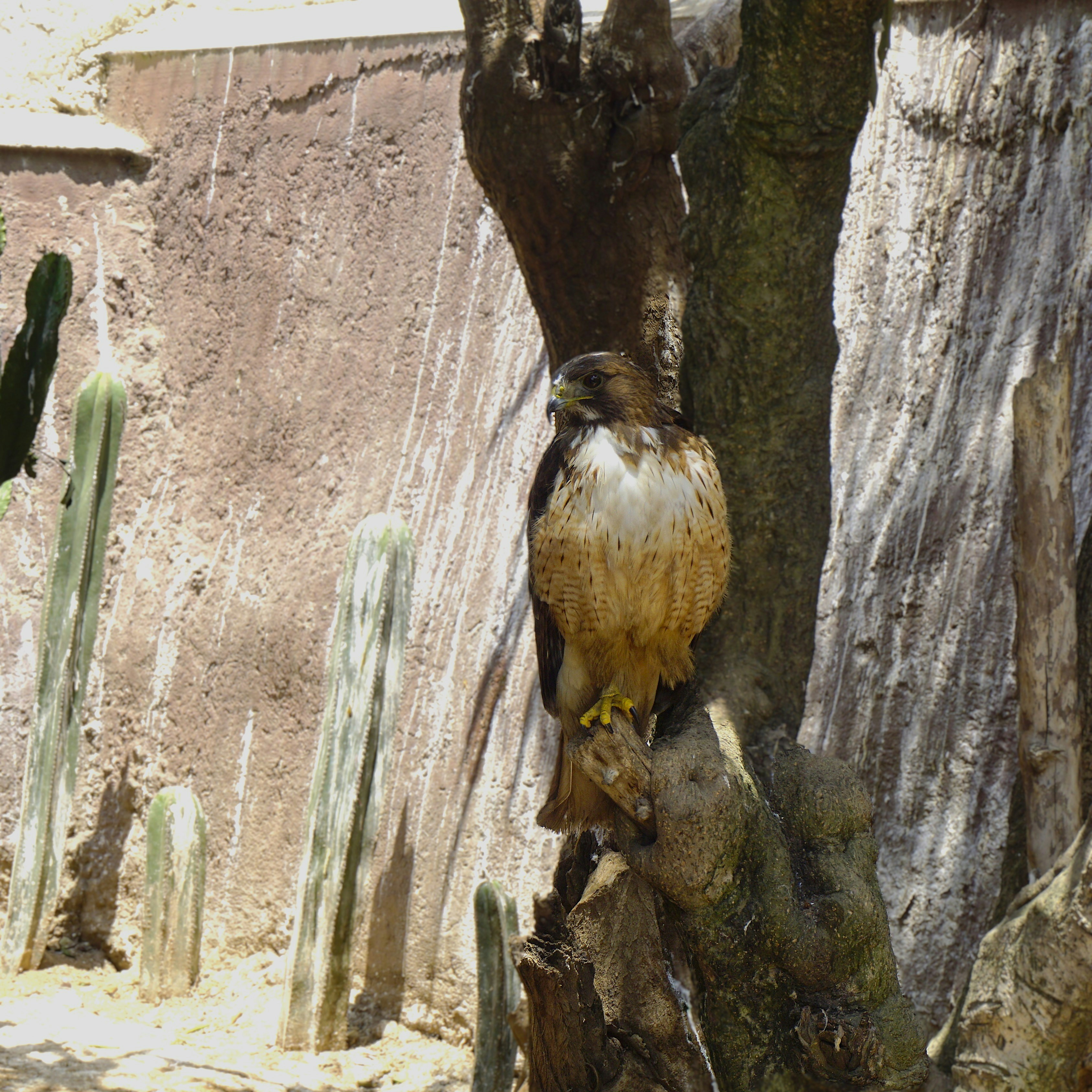 Raptor perched at the base of a sunlit trunk, eyes scanning the yard