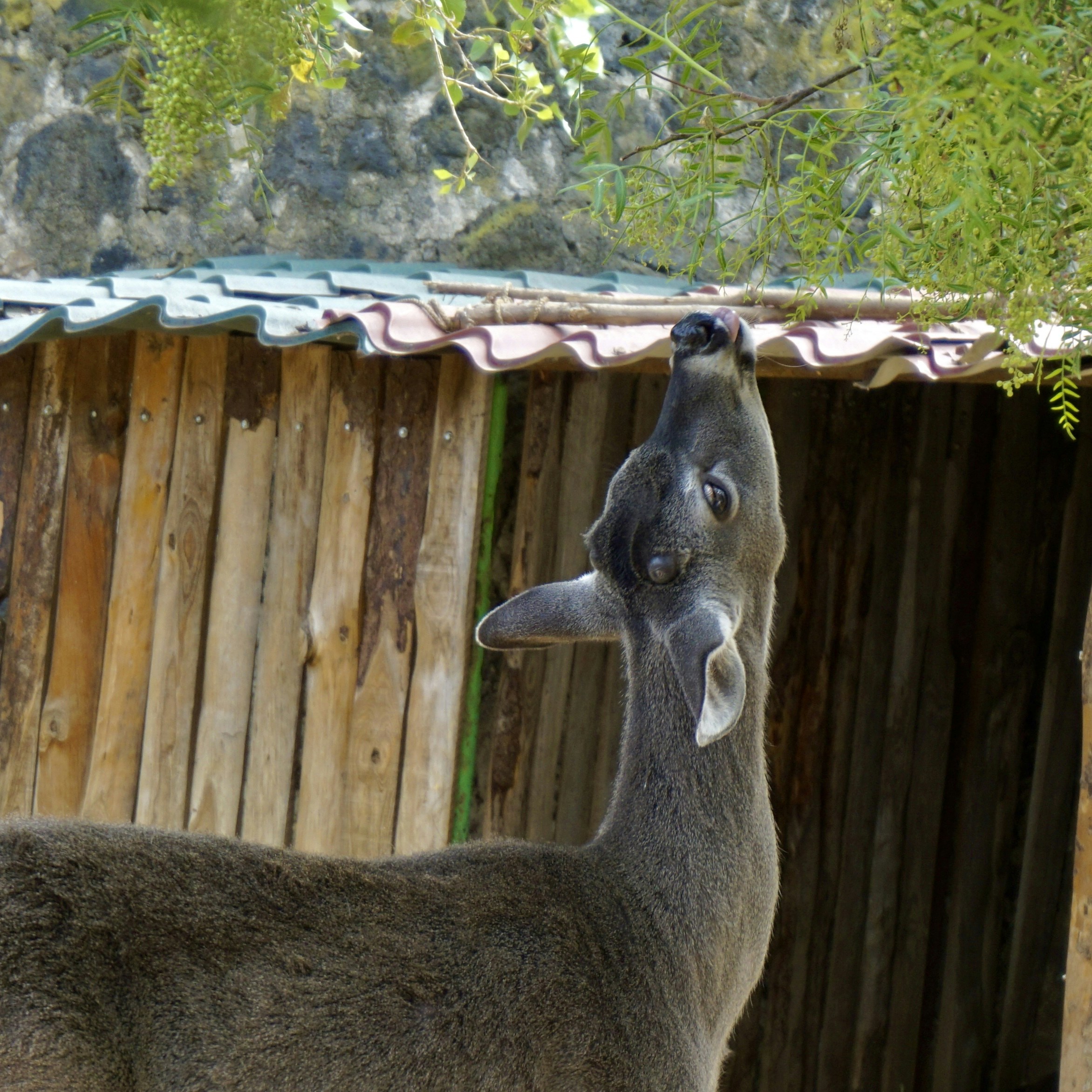 Curious Fawn at the Timbered Shed Border