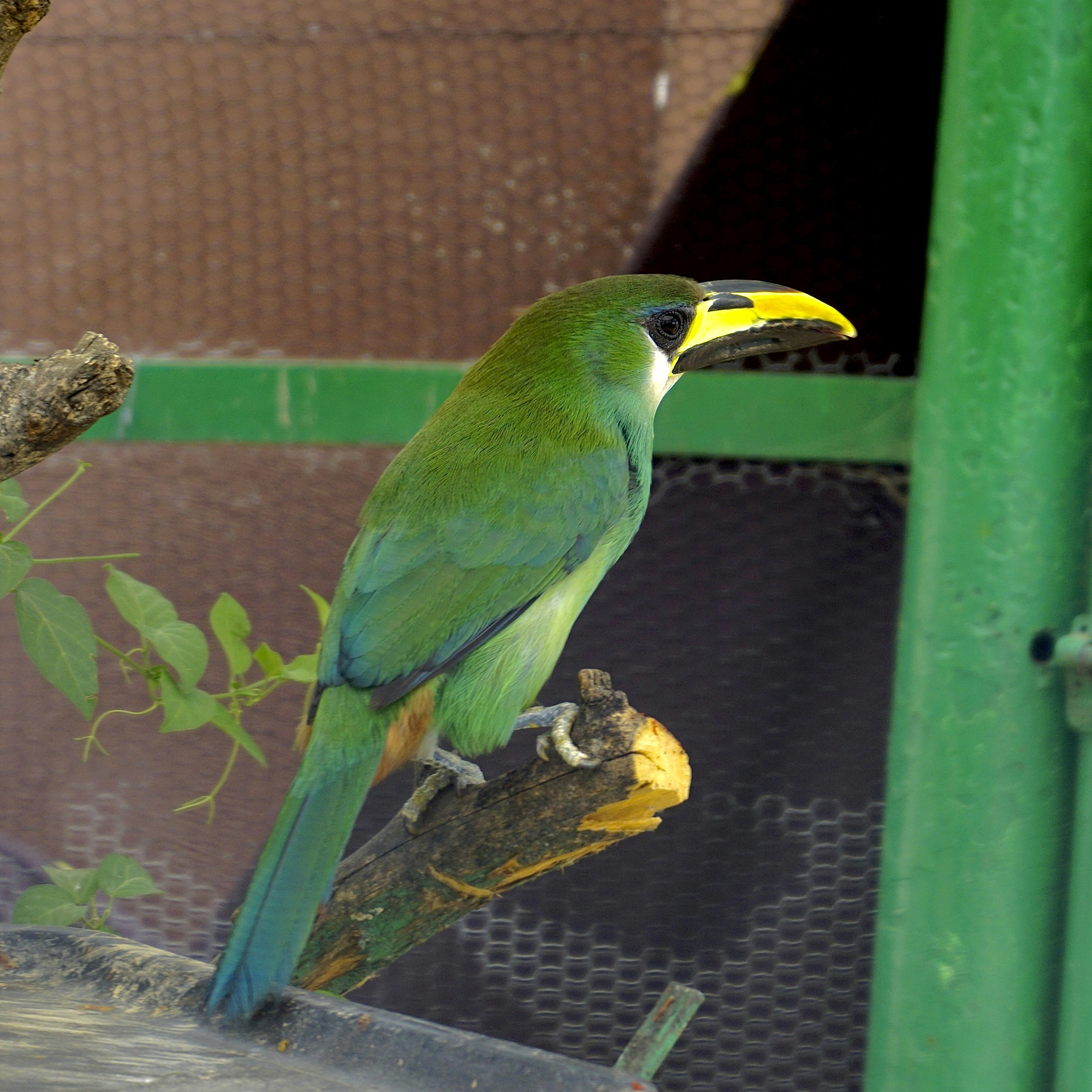Emerald Beak on a Mellow Perch