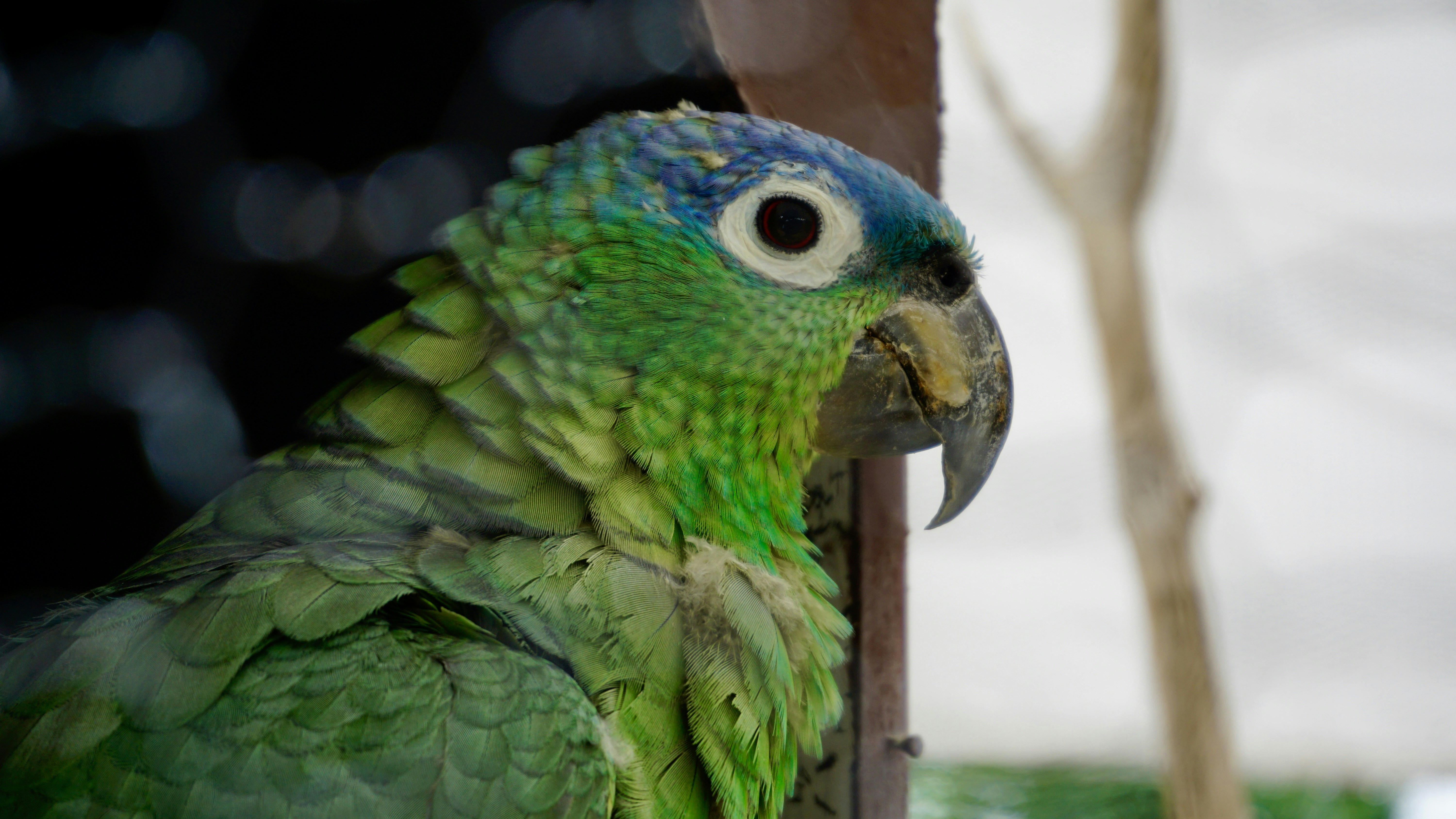 Emerald Eye: Close-Up of a Green Parrot Guarding the Perch