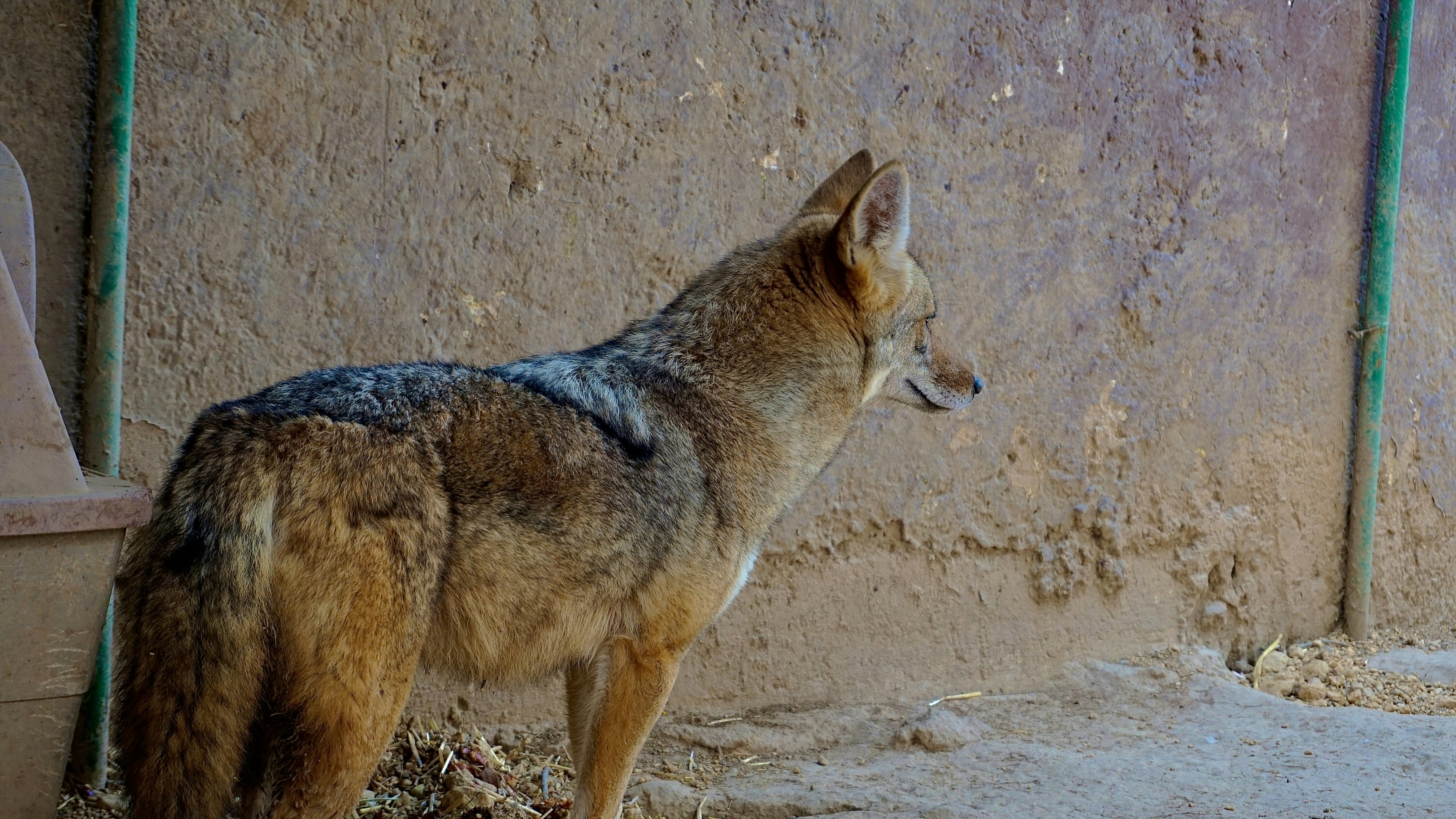 Nocturnal Watcher at the Warming Wall