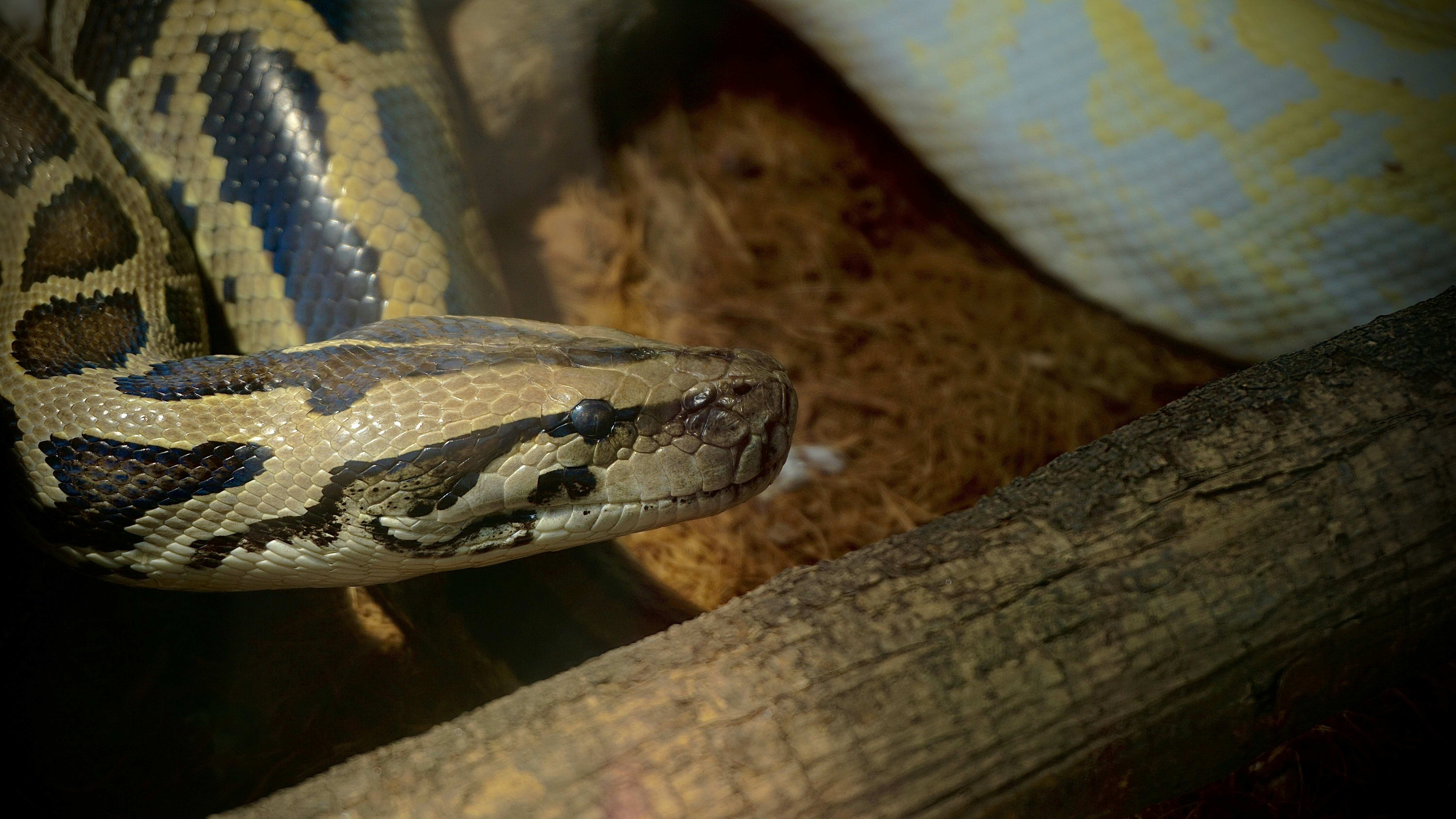 Snake head and coiled body resting on a log in low light; habitat hints at a dim enclosure or naturalistic setting with brown substrate.
