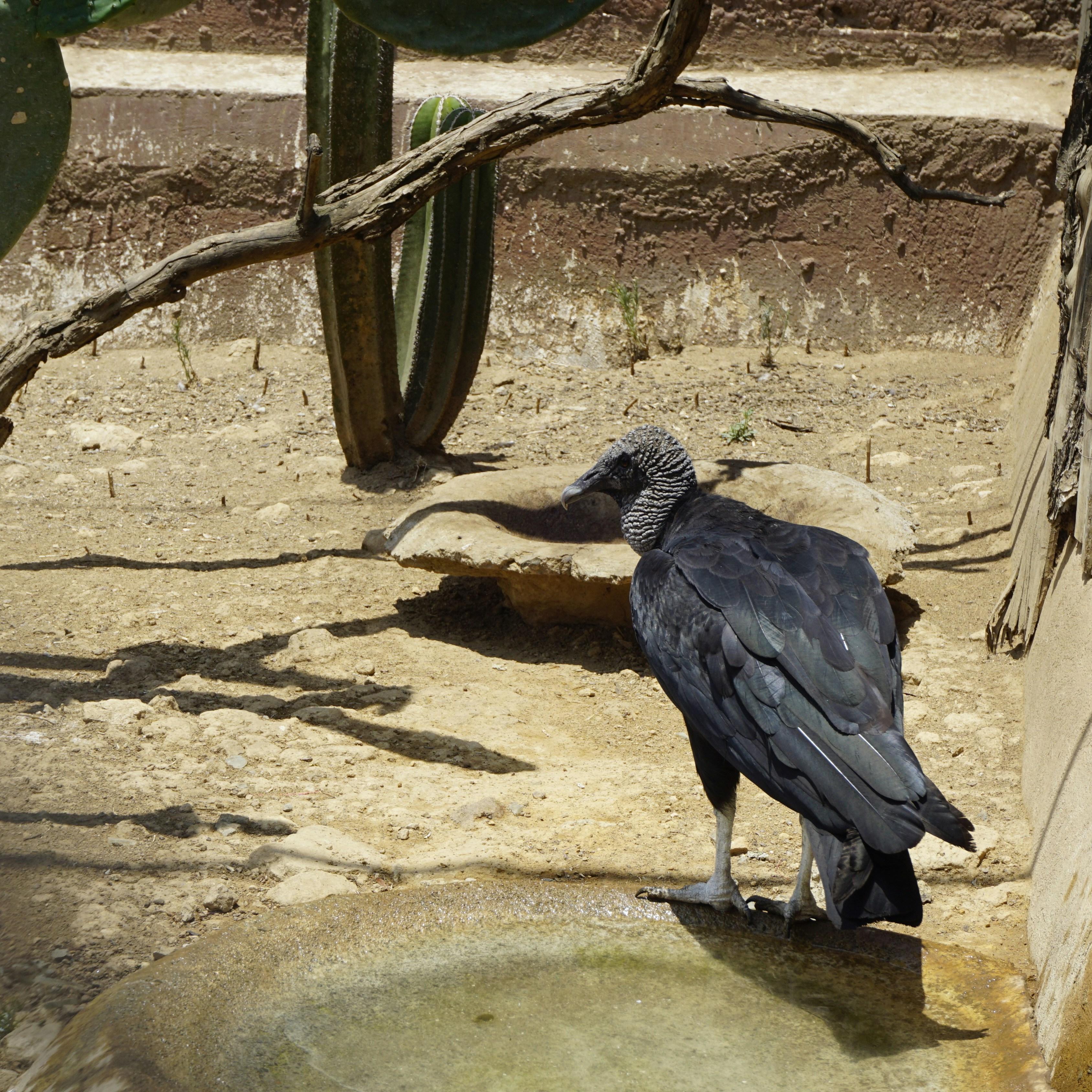 Harboring Gaze: A Black Vulture by the Concrete Pool